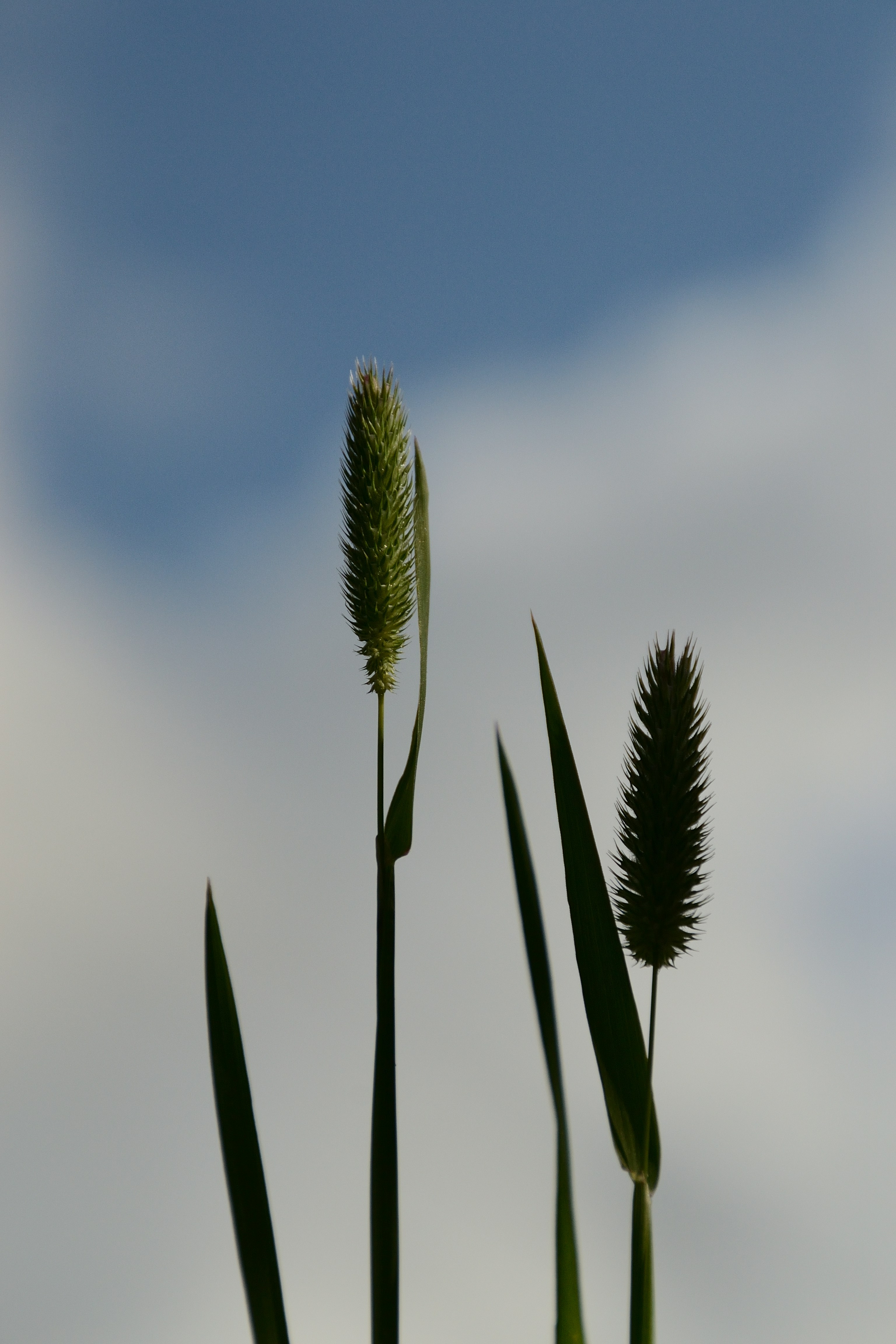 Tall grasses Reach Toward a Skyward Blue