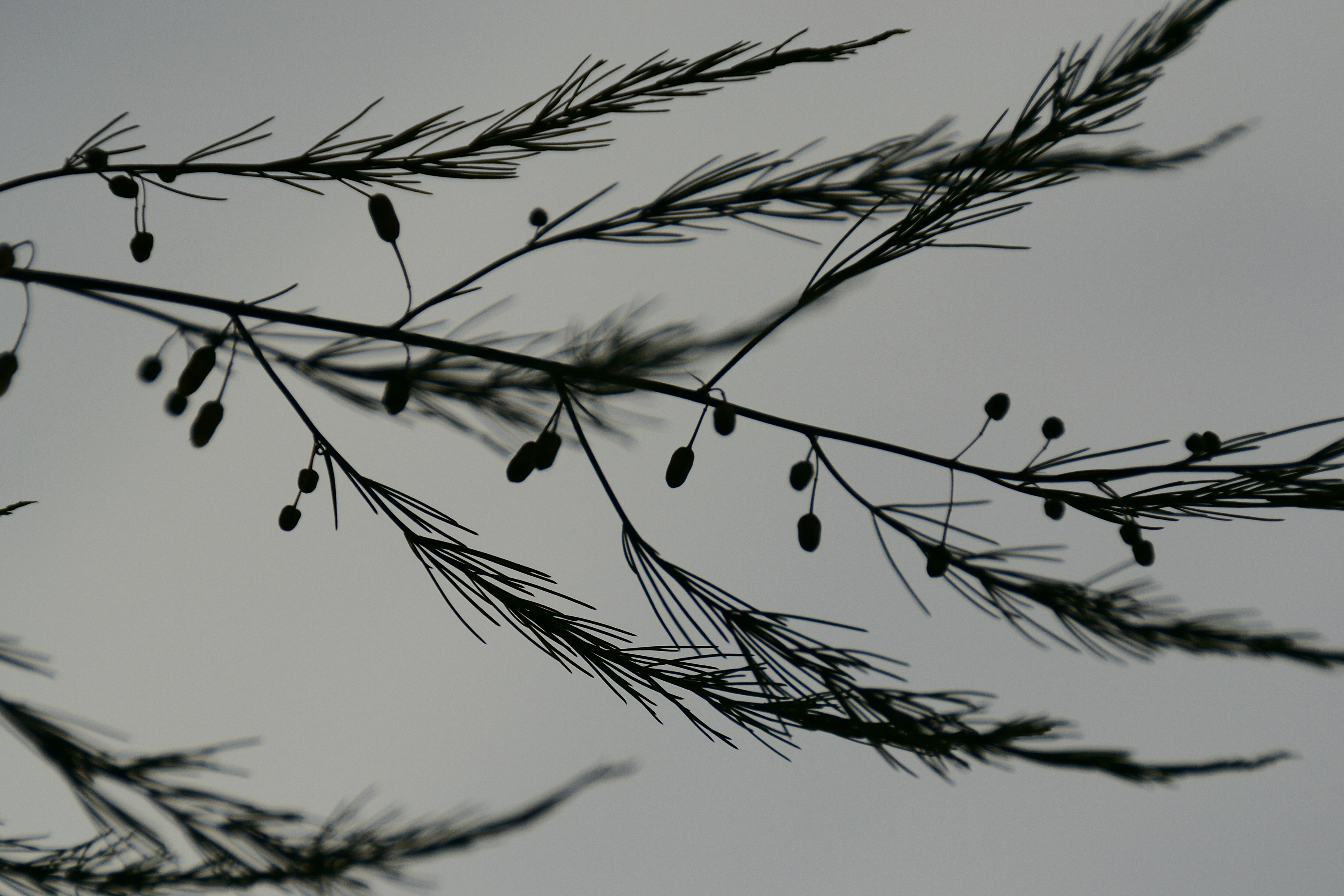 Silhouetted Branches in Soft Backlight