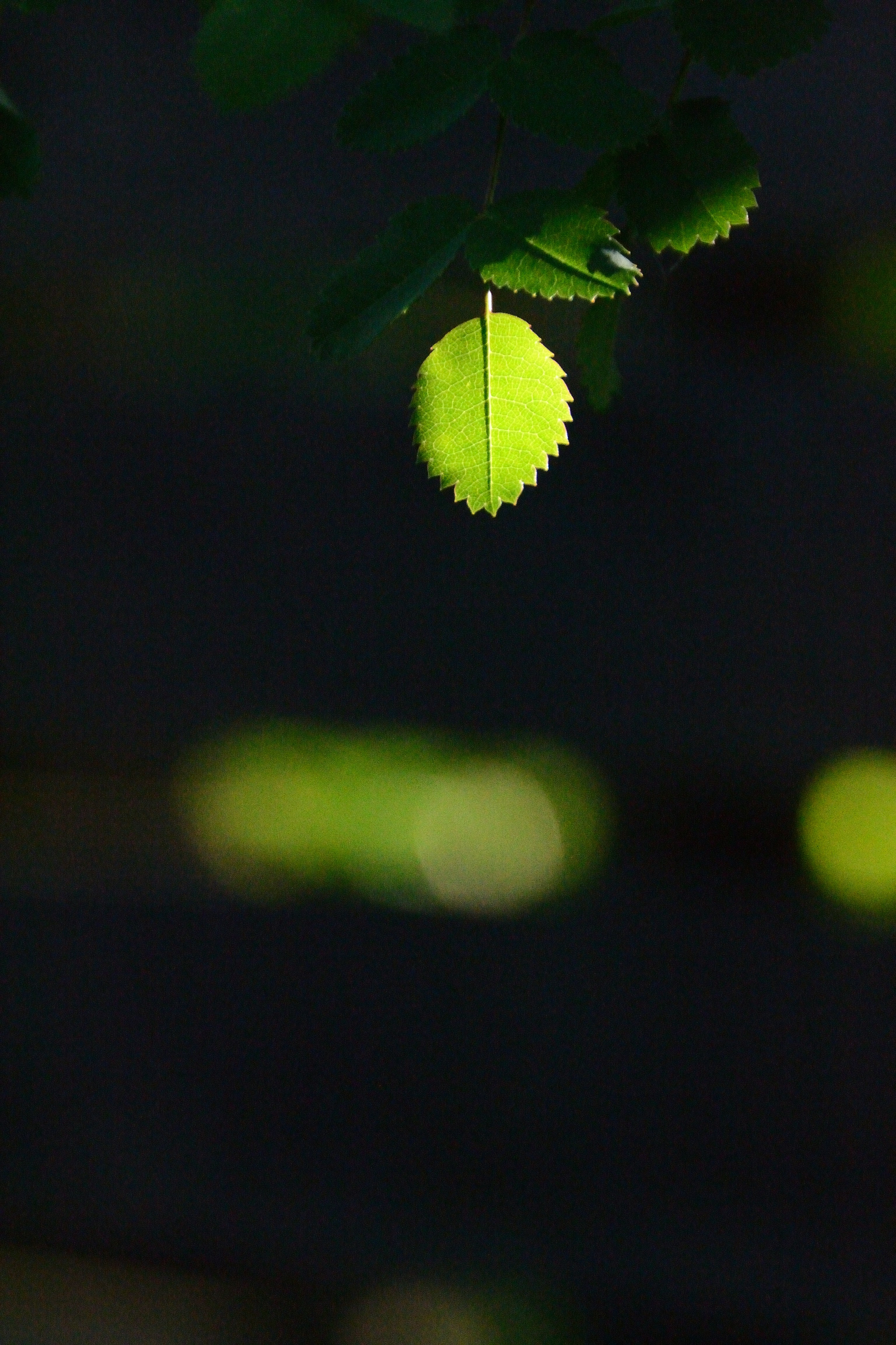Illuminated Birch Leaf: A Solo Pendant in Soft Night Light