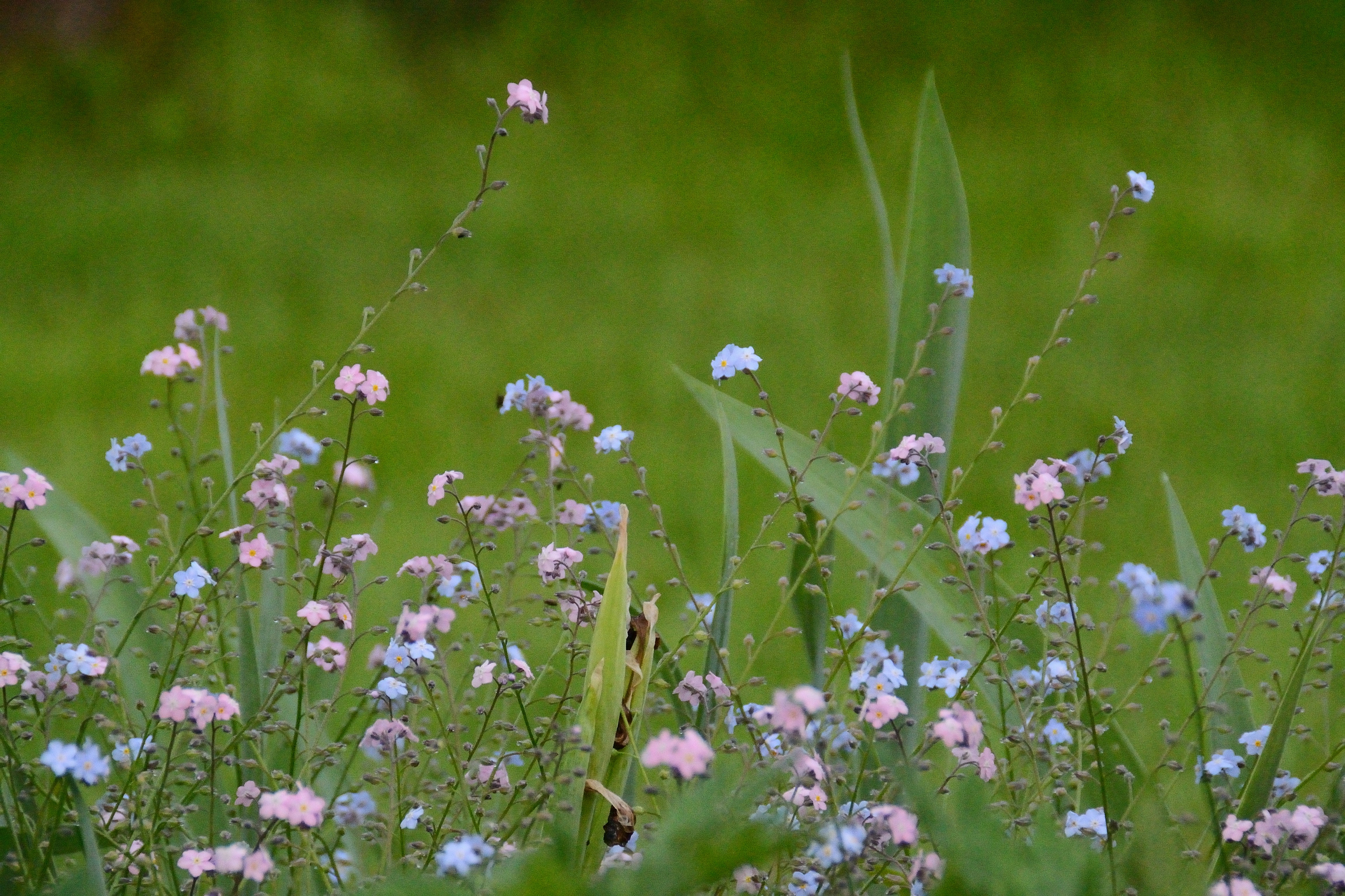 Pastel Meadow in Soft Focus