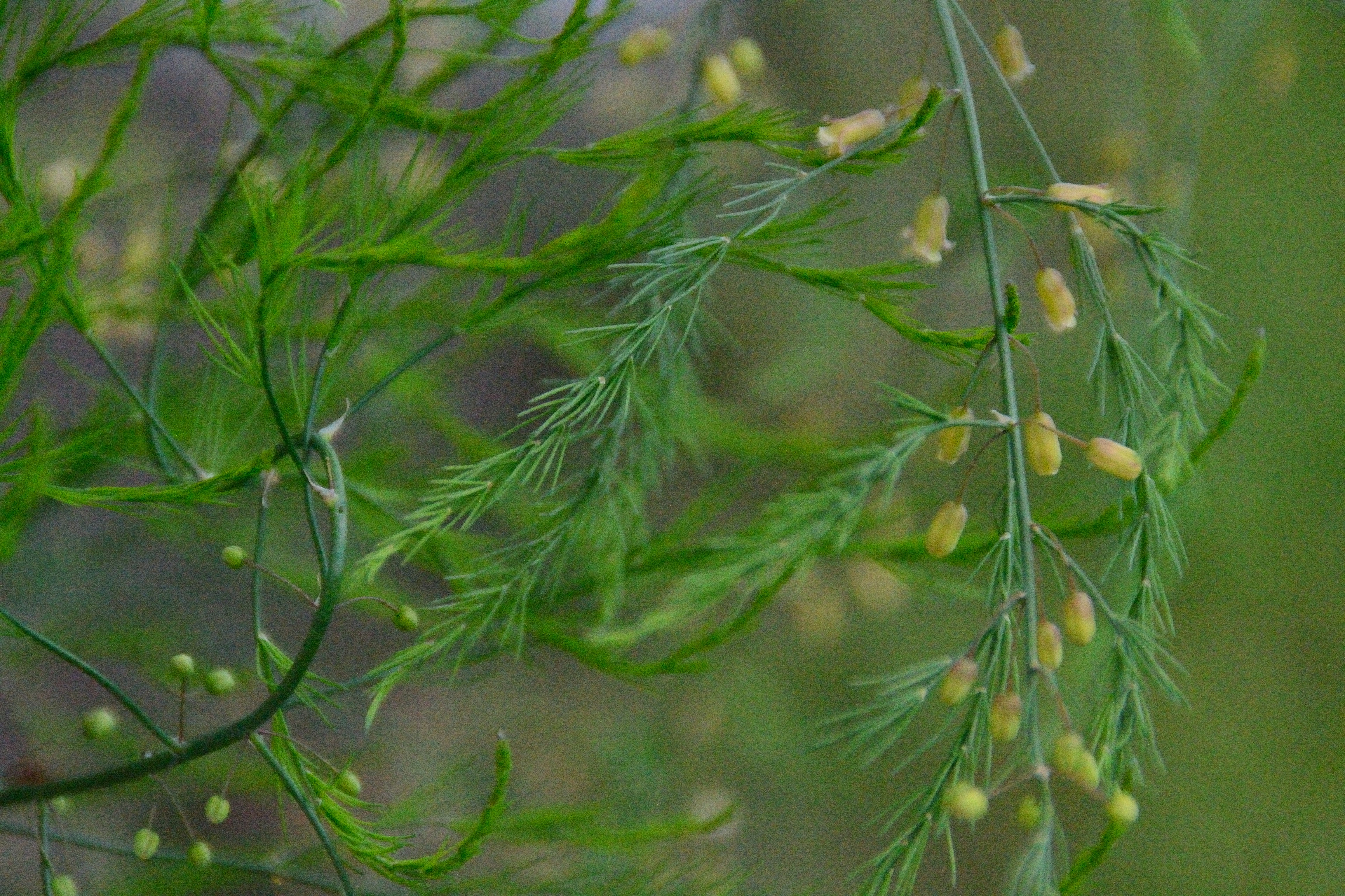 Soft Ferns in Focus: Delicate Sprigs under Dappled Light