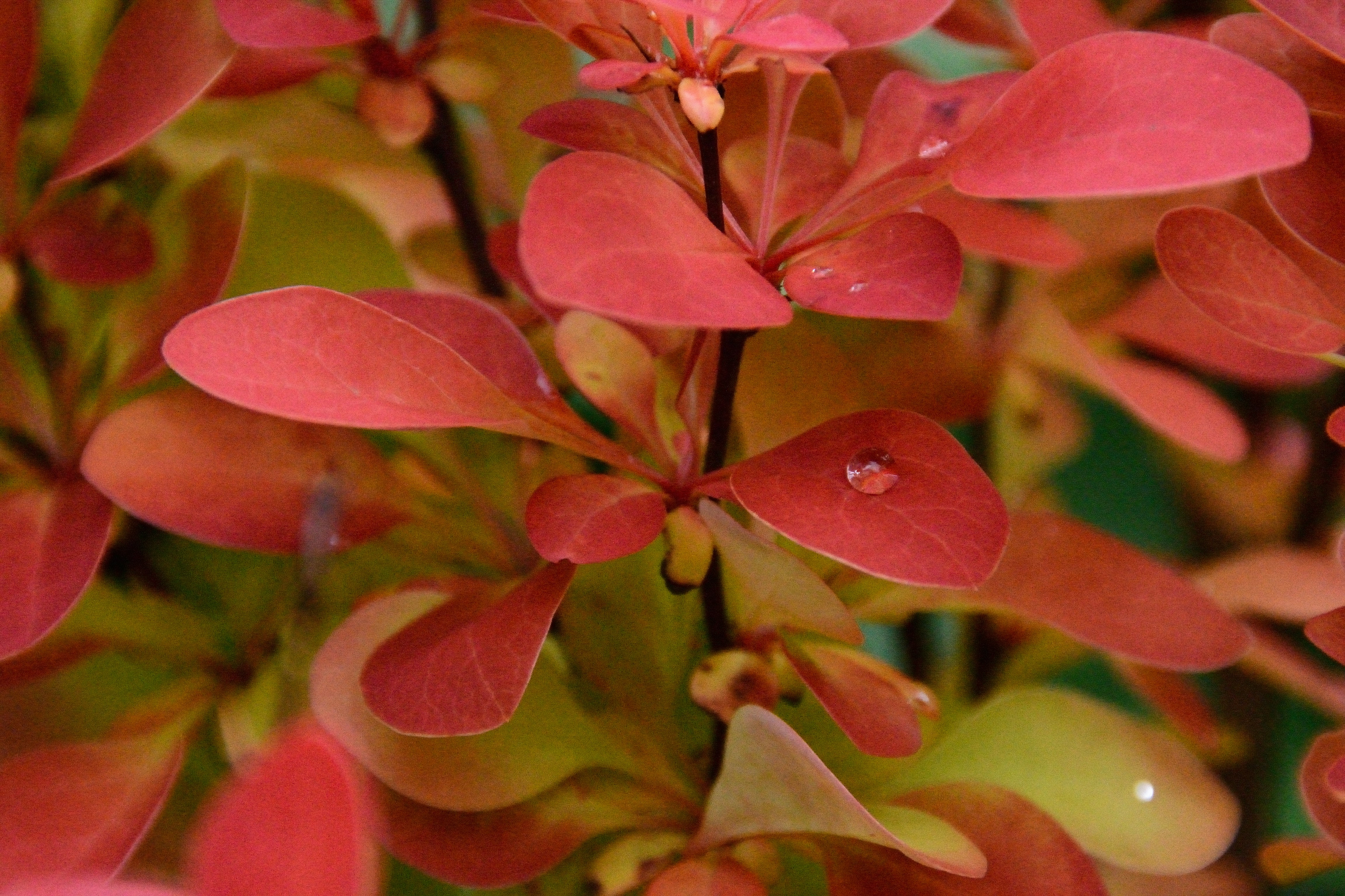 Coral Leaves in Focus: A Macro Portrait of Red-Tinted Foliage