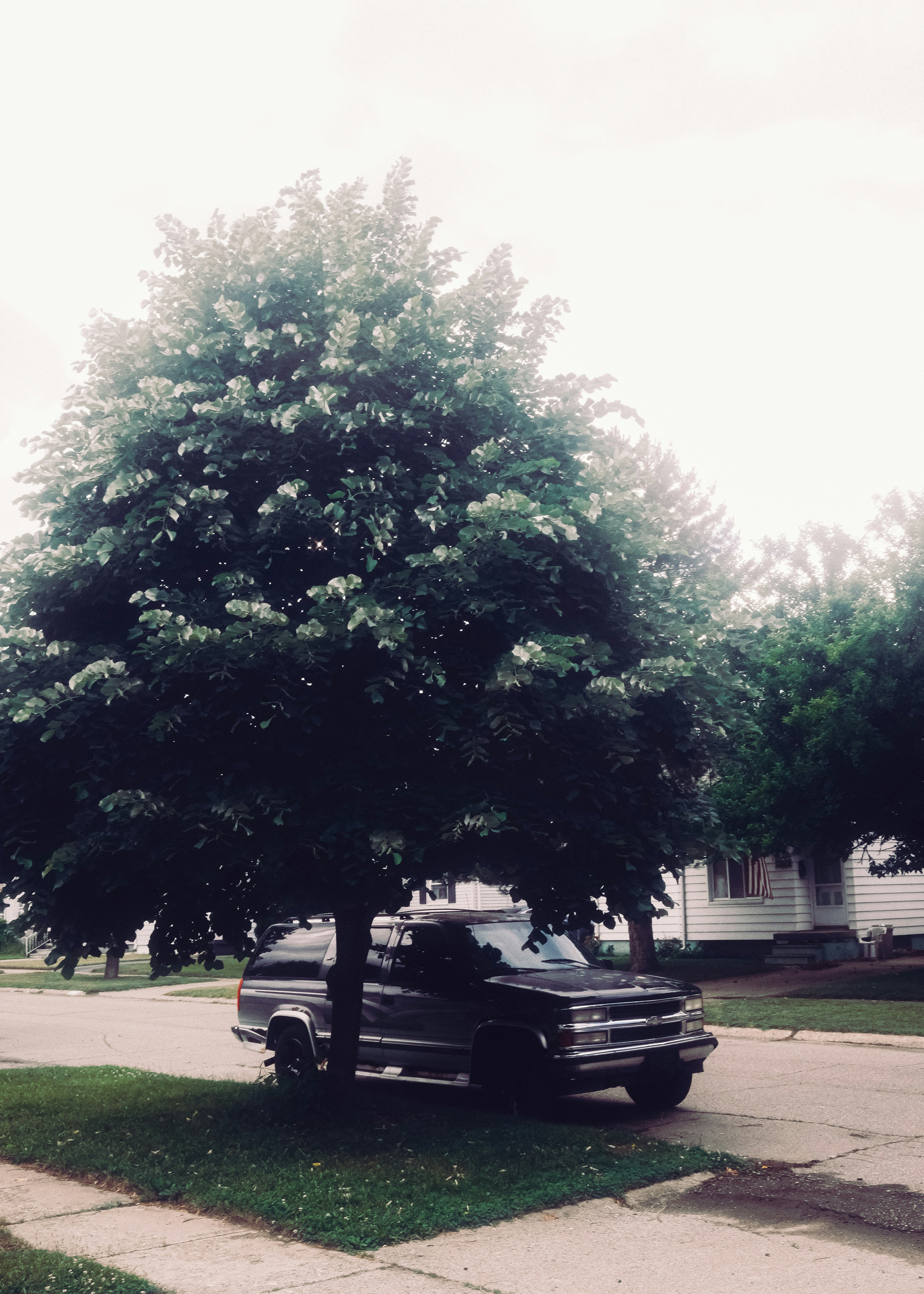 Tree Dominates the Street: A Quiet Suburban Morning