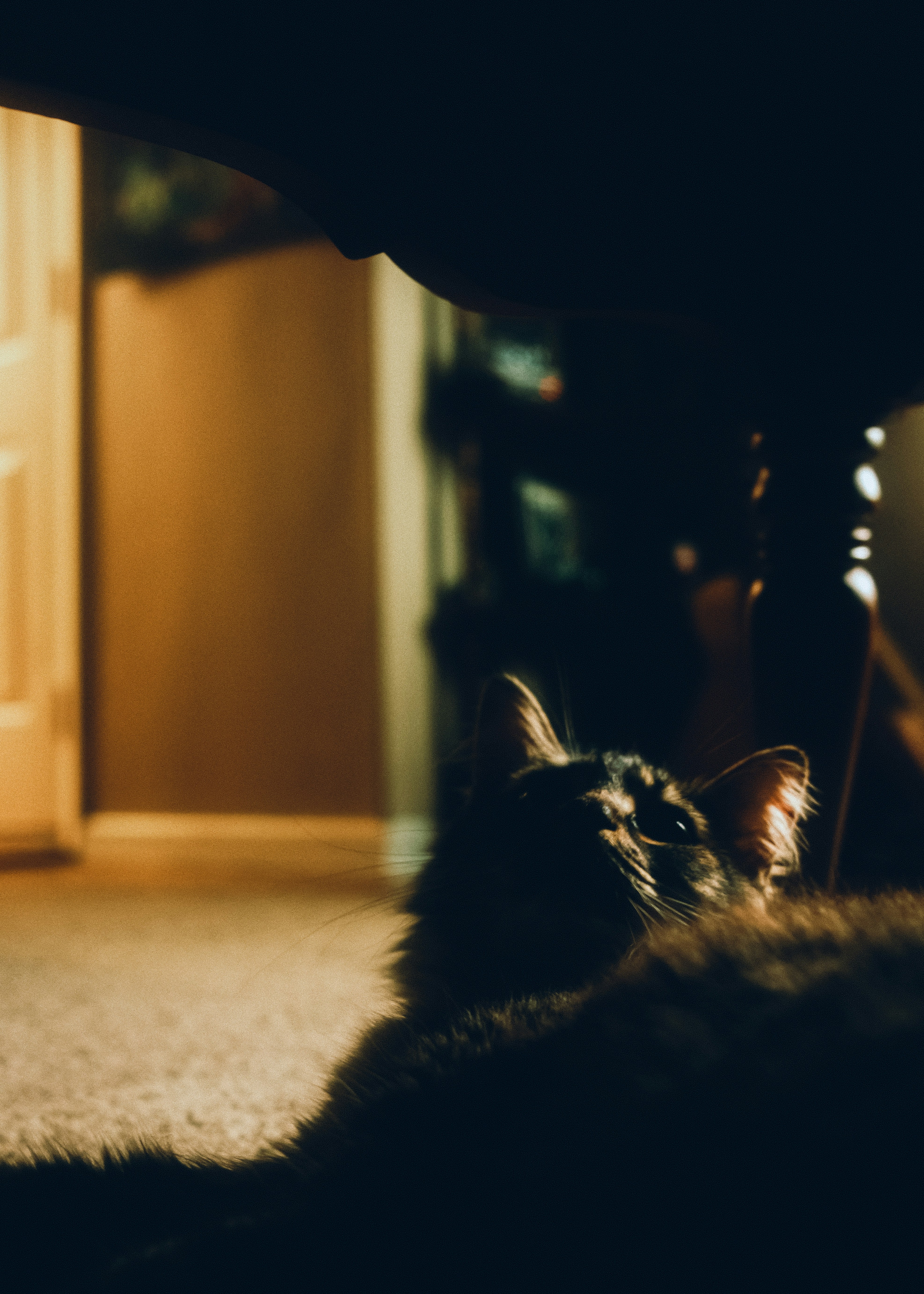 Low-Angle Spotlight: A Cat Breathing in Shadowed Corner