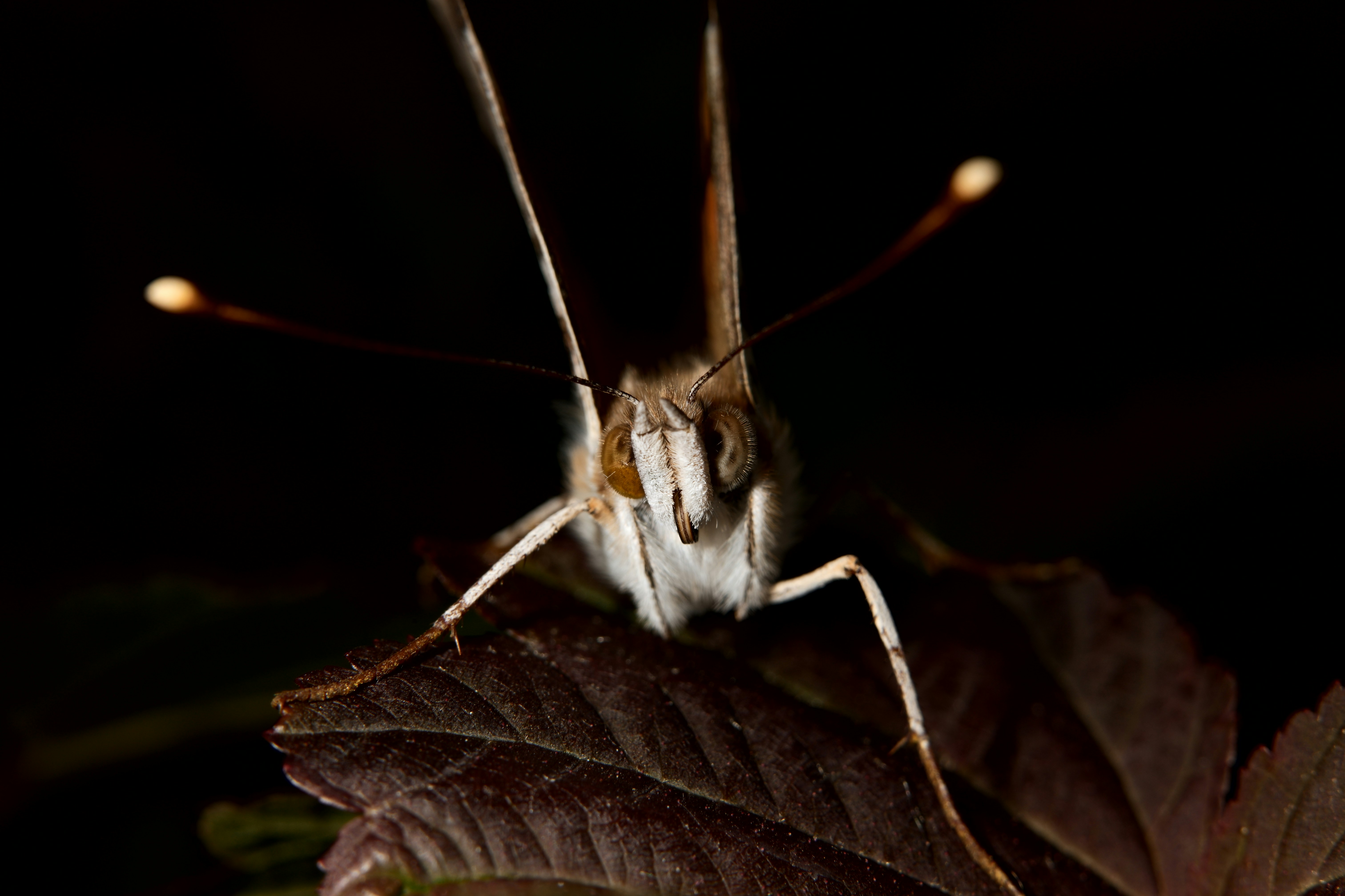 Front-and-center Monarch: a moth’s gaze over a leaf