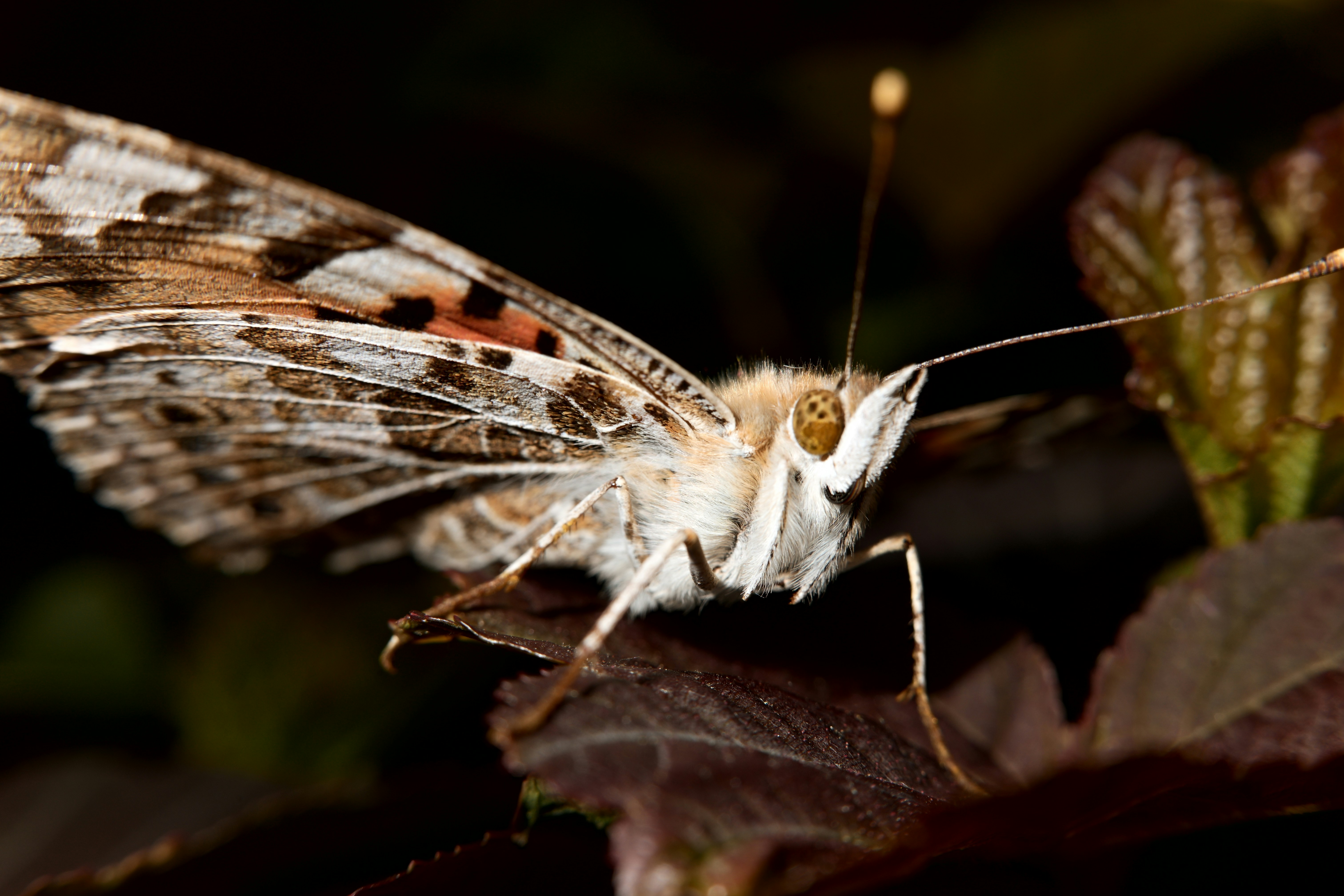 A profile macro shot captures the intricate, patterned wing details of a butterfly as it sits perched on a dark leaf. The crisp focus accentuates its furry, textured thorax and compound eye, while the expansive wings sweep backward into a soft, dramatic drop-off against the dark background.