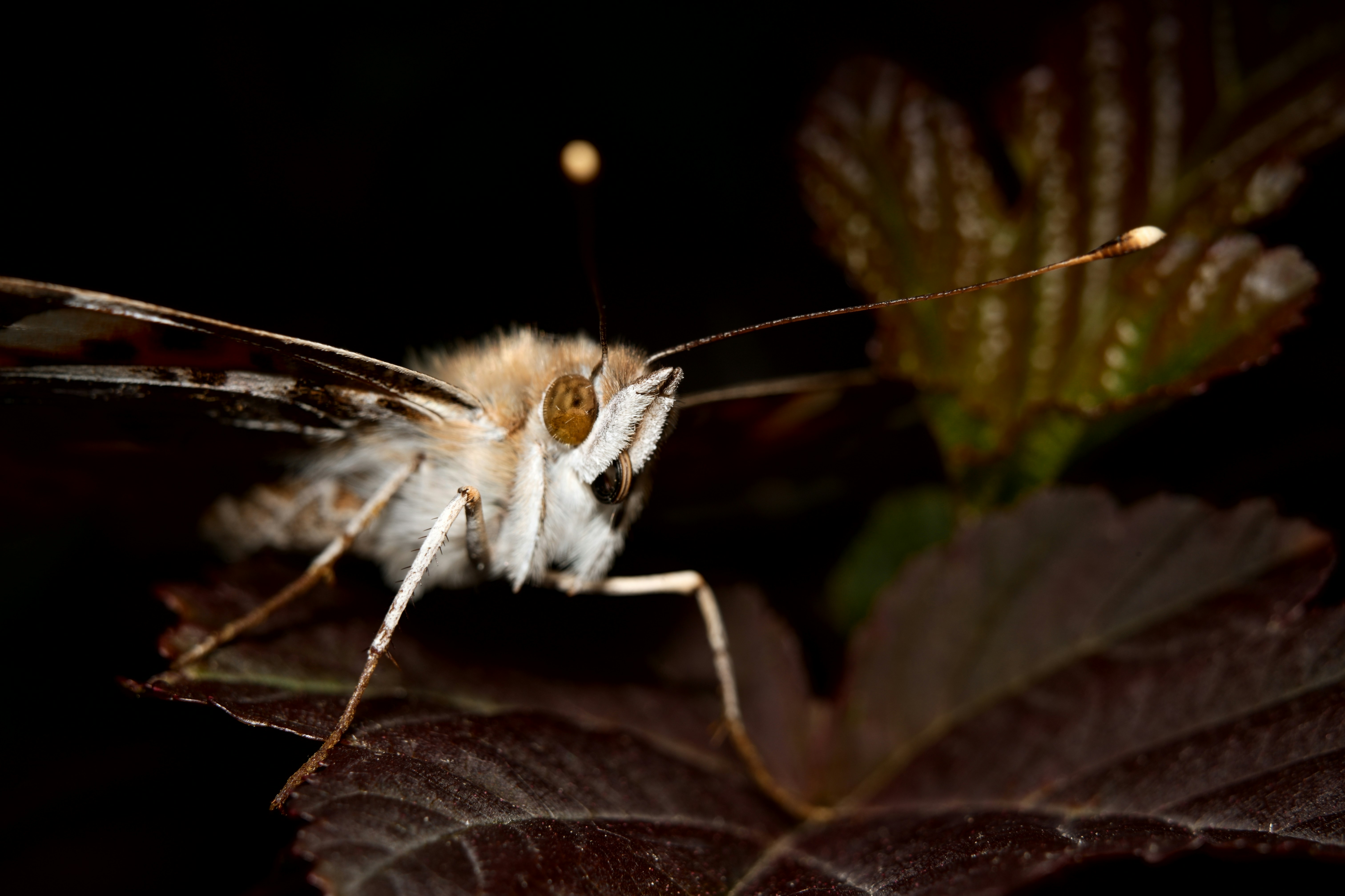 Night-time Silk: a tiny moth on a dark leaf