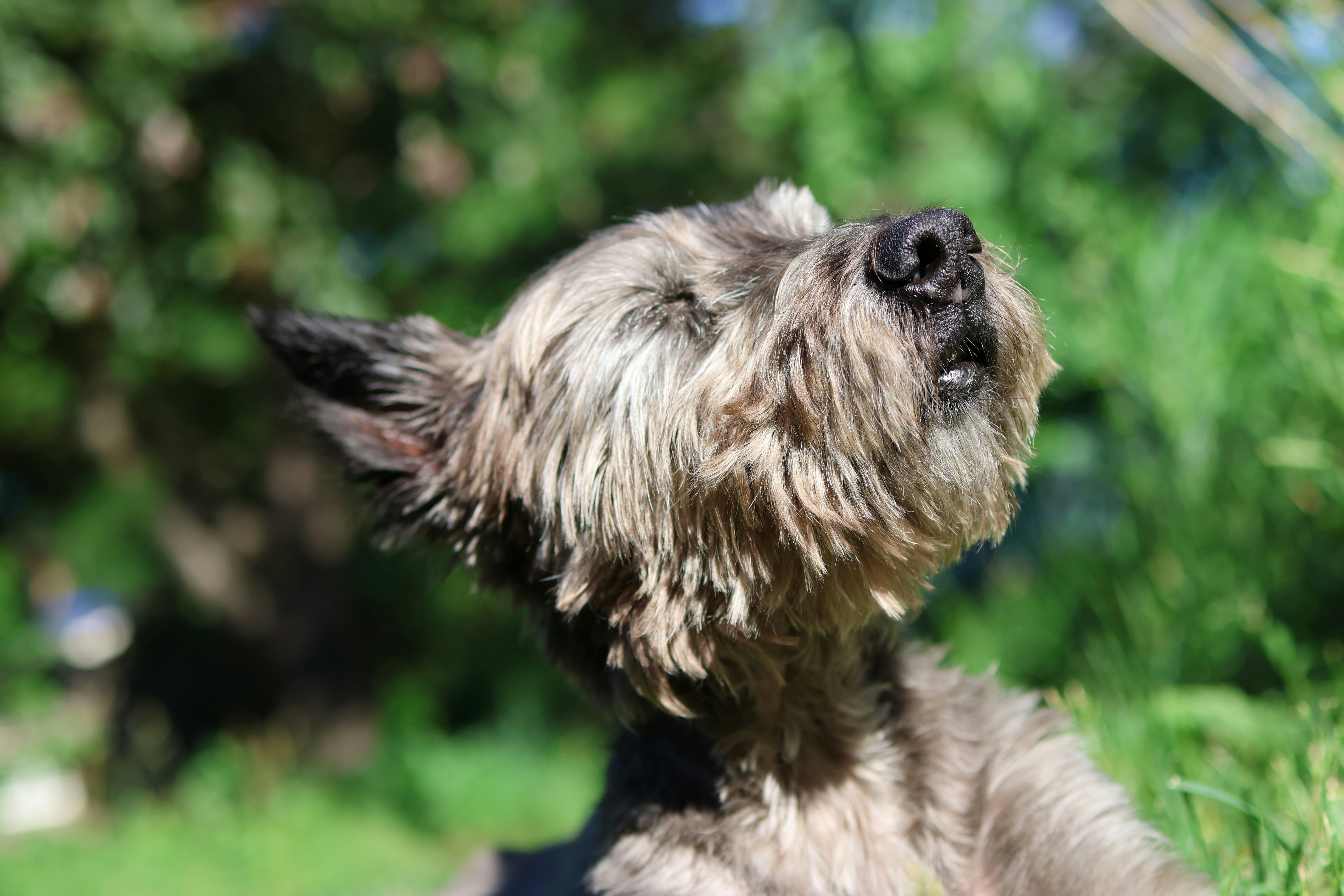 Whiskered Wind: A Close-Up of a Joyful Terrier in Sunlit Grass