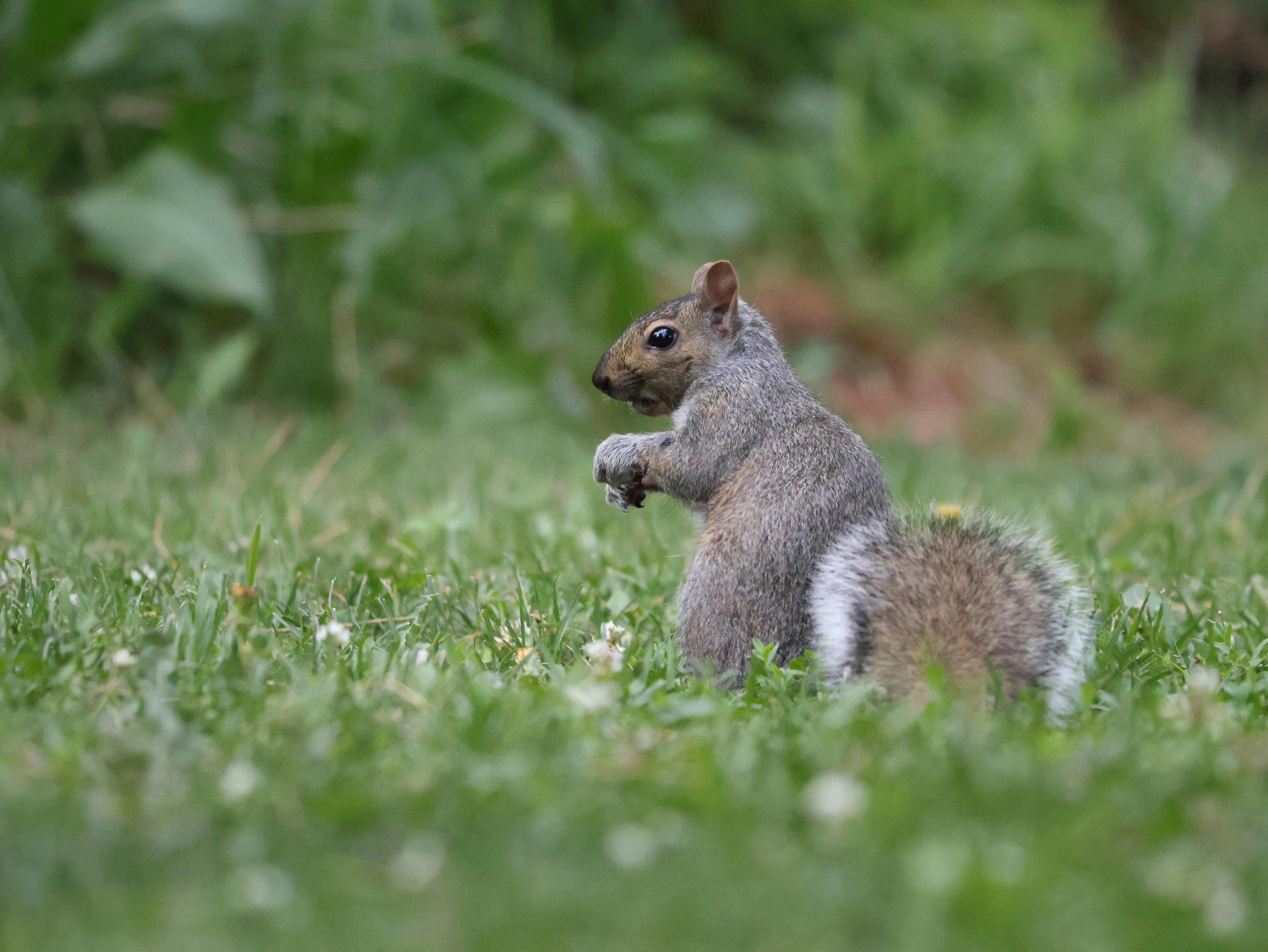 Grounded Whiskers: A Squirrel Pauses in Morning Light
