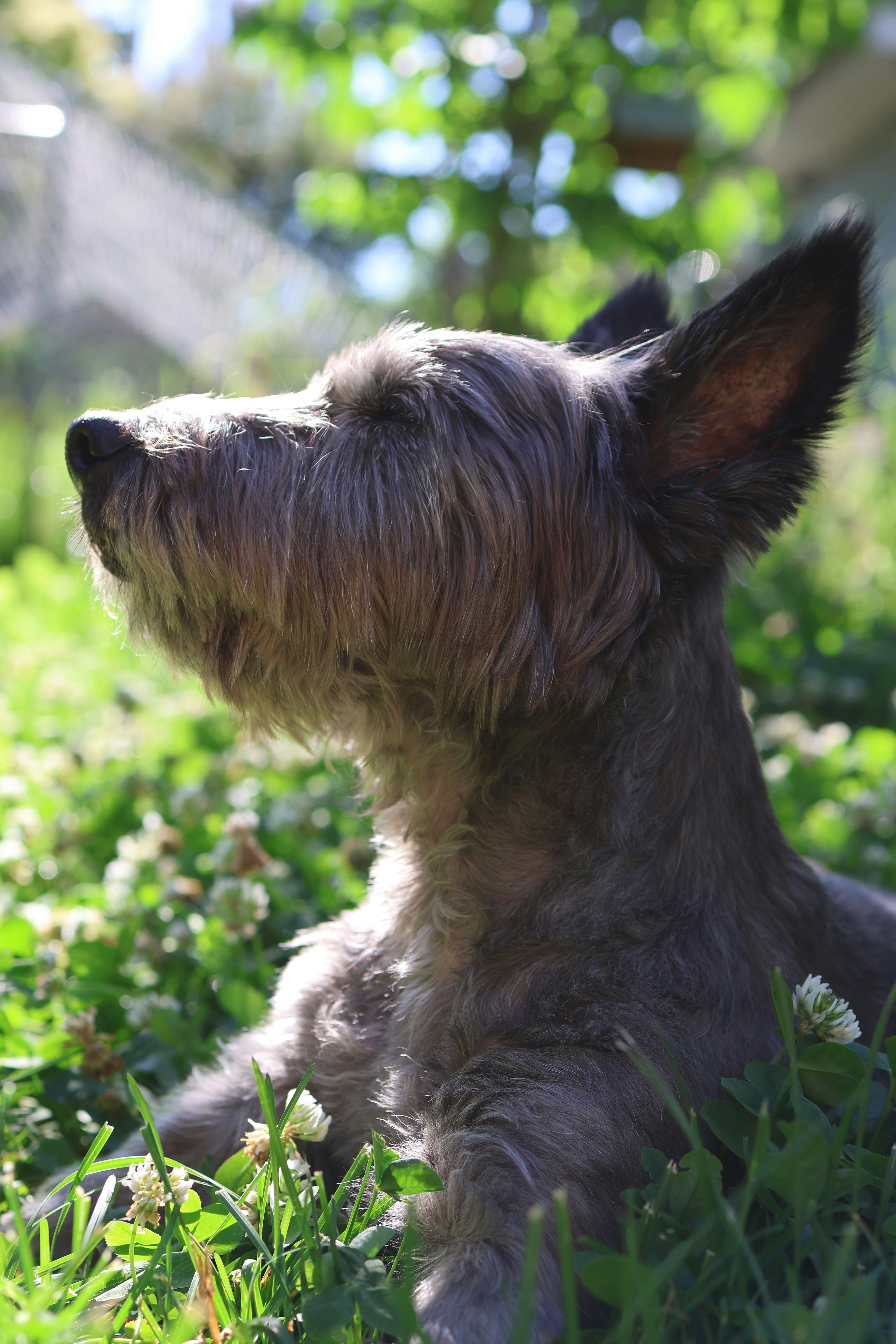 Peering into the Quiet Garden: A Cairn Terrier in Sunlit Greens