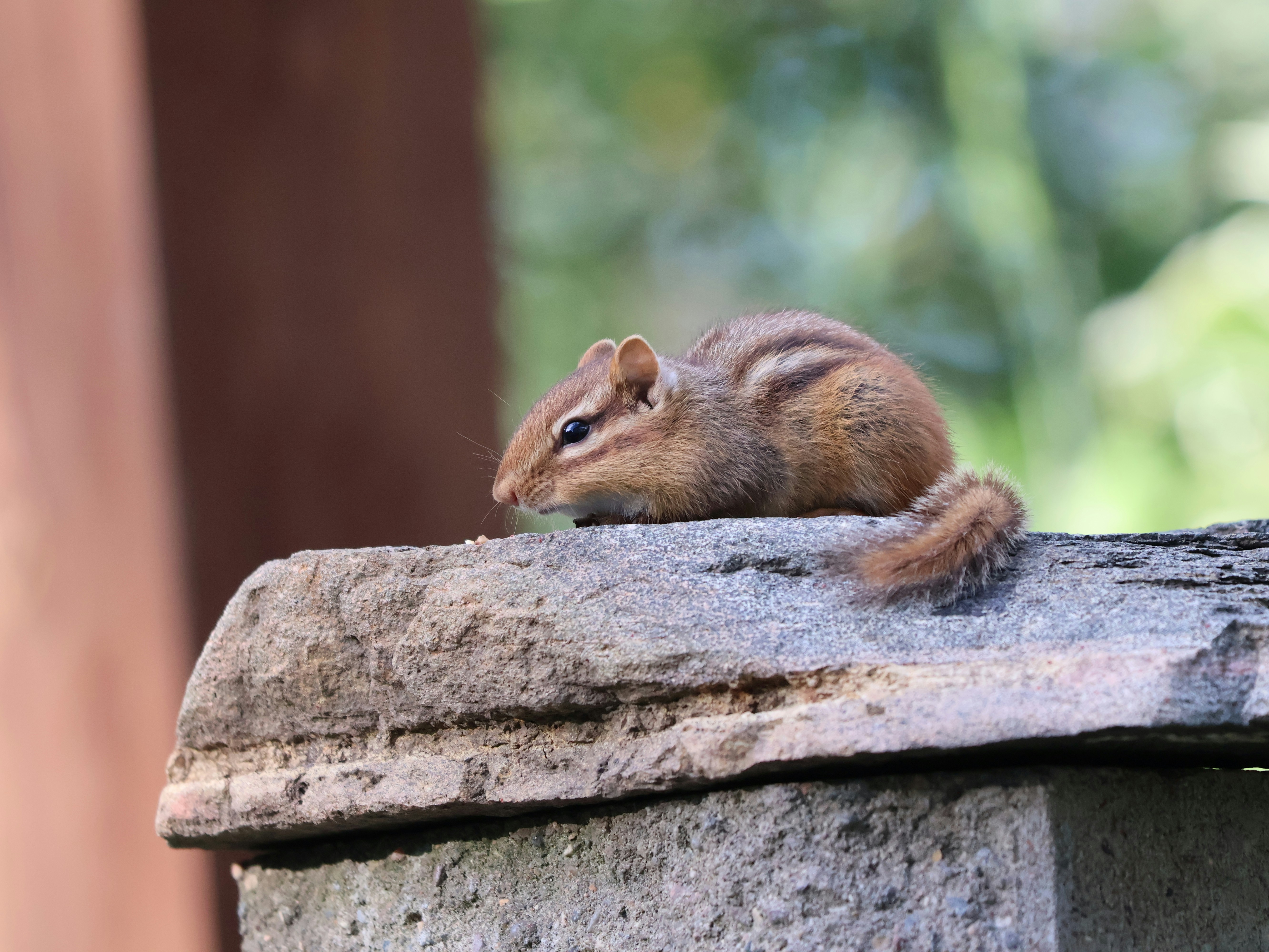Squirrel on a Weathered Ledge: Quiet Watcher of the Garden