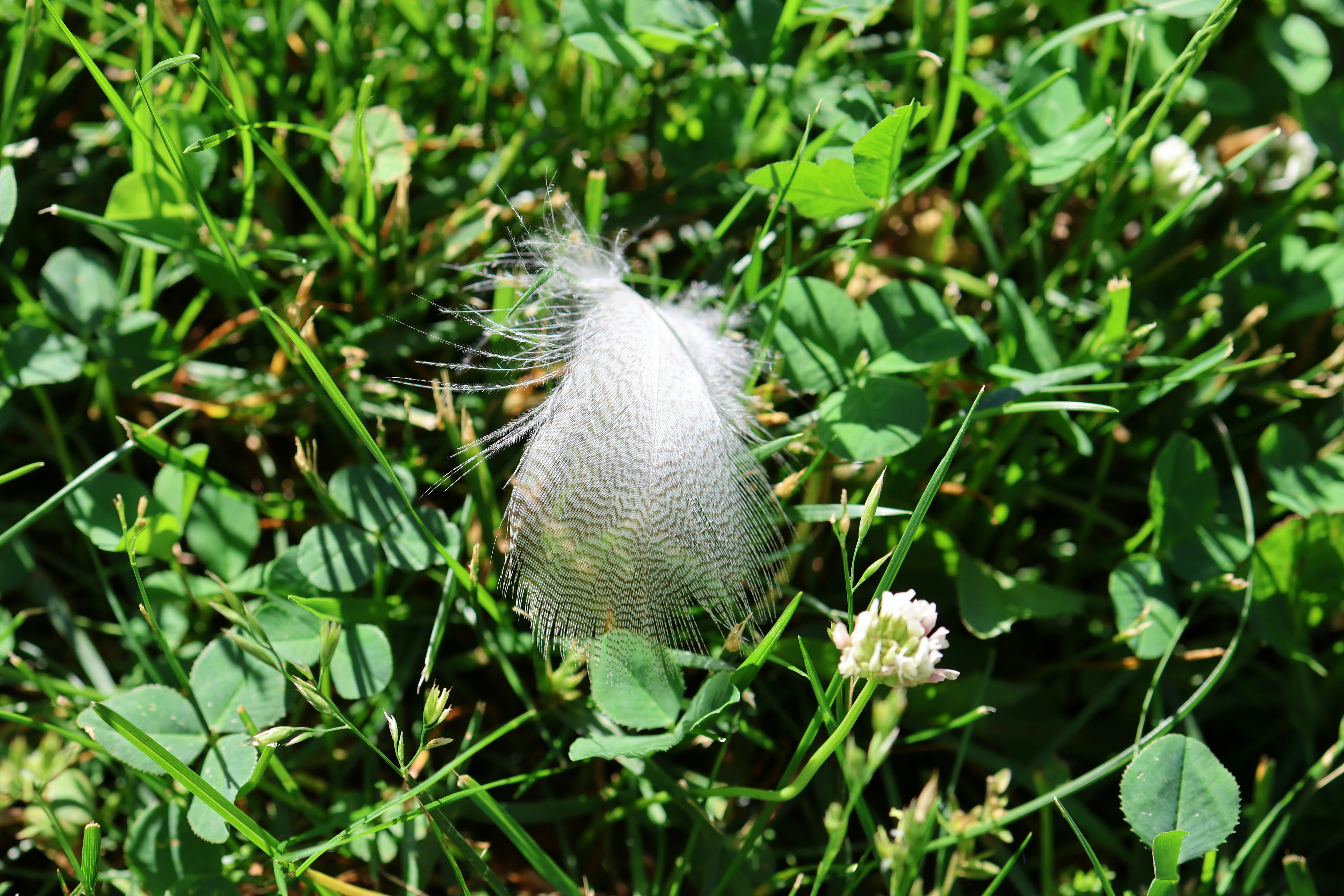 Feathered Whisper in the Grass