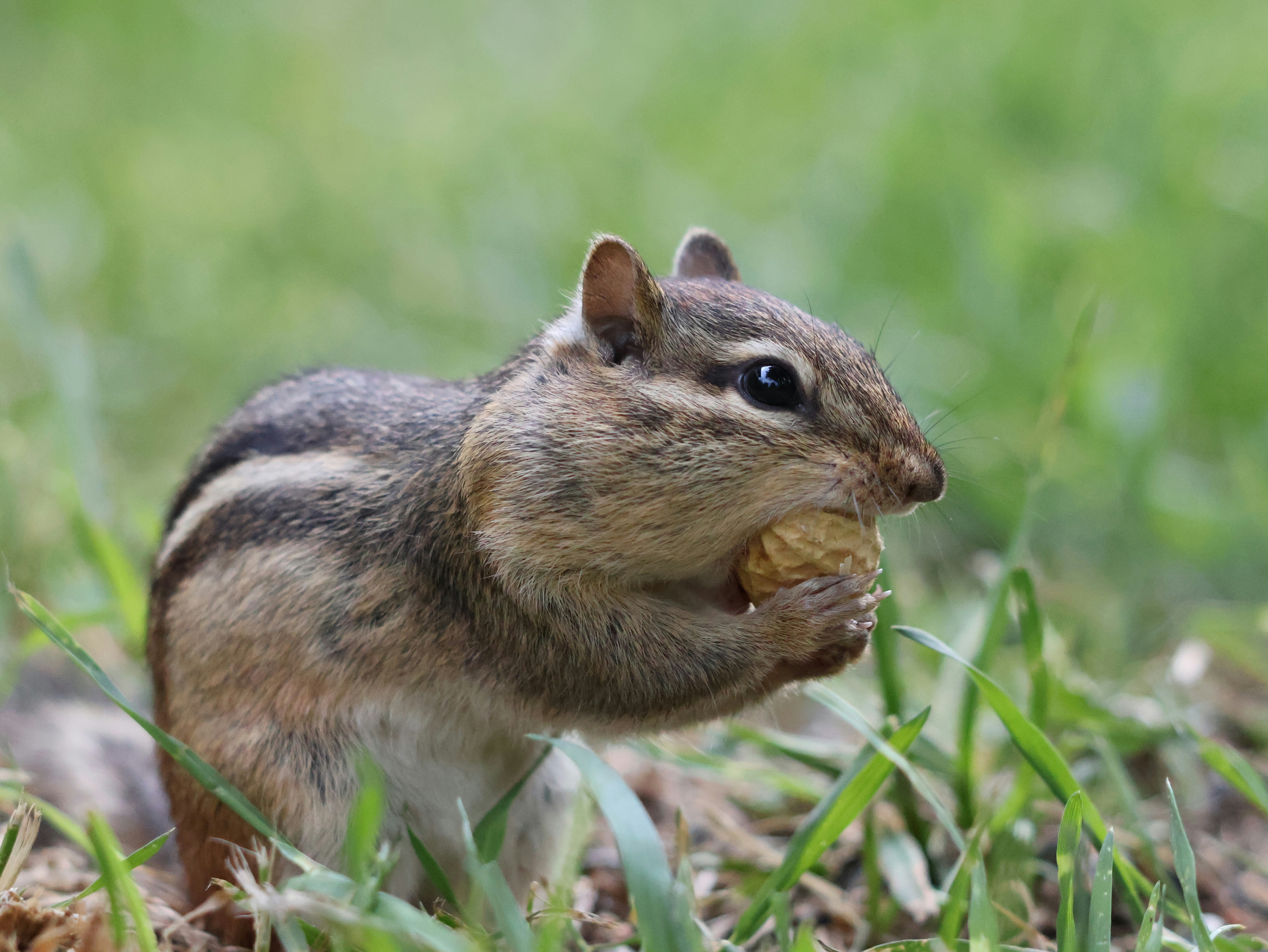 Chipmunk Snacking Amid Green Grass