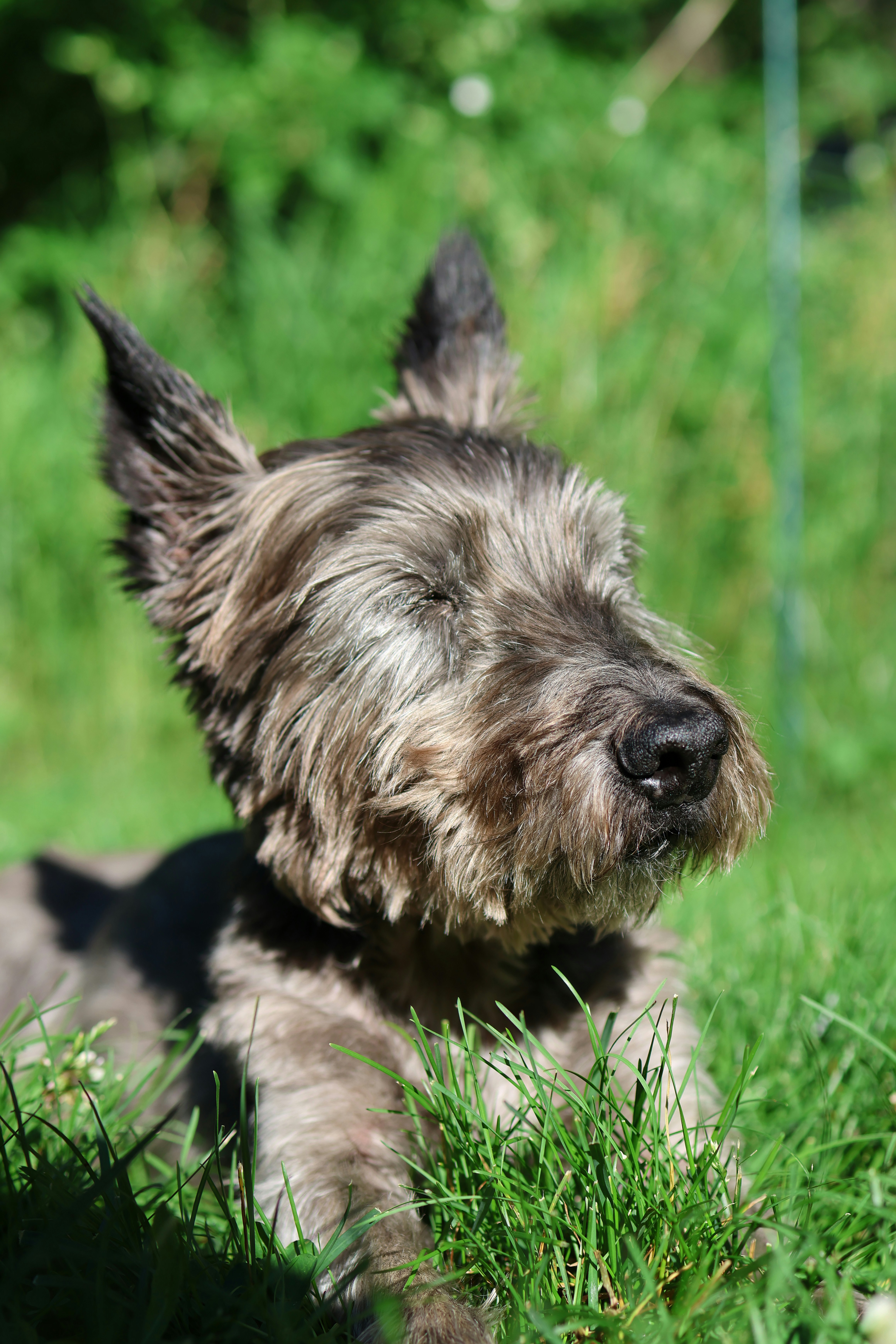 Sunlit Cairn: A Calm Moment with a Dusty-Coat Terrier in the Grass