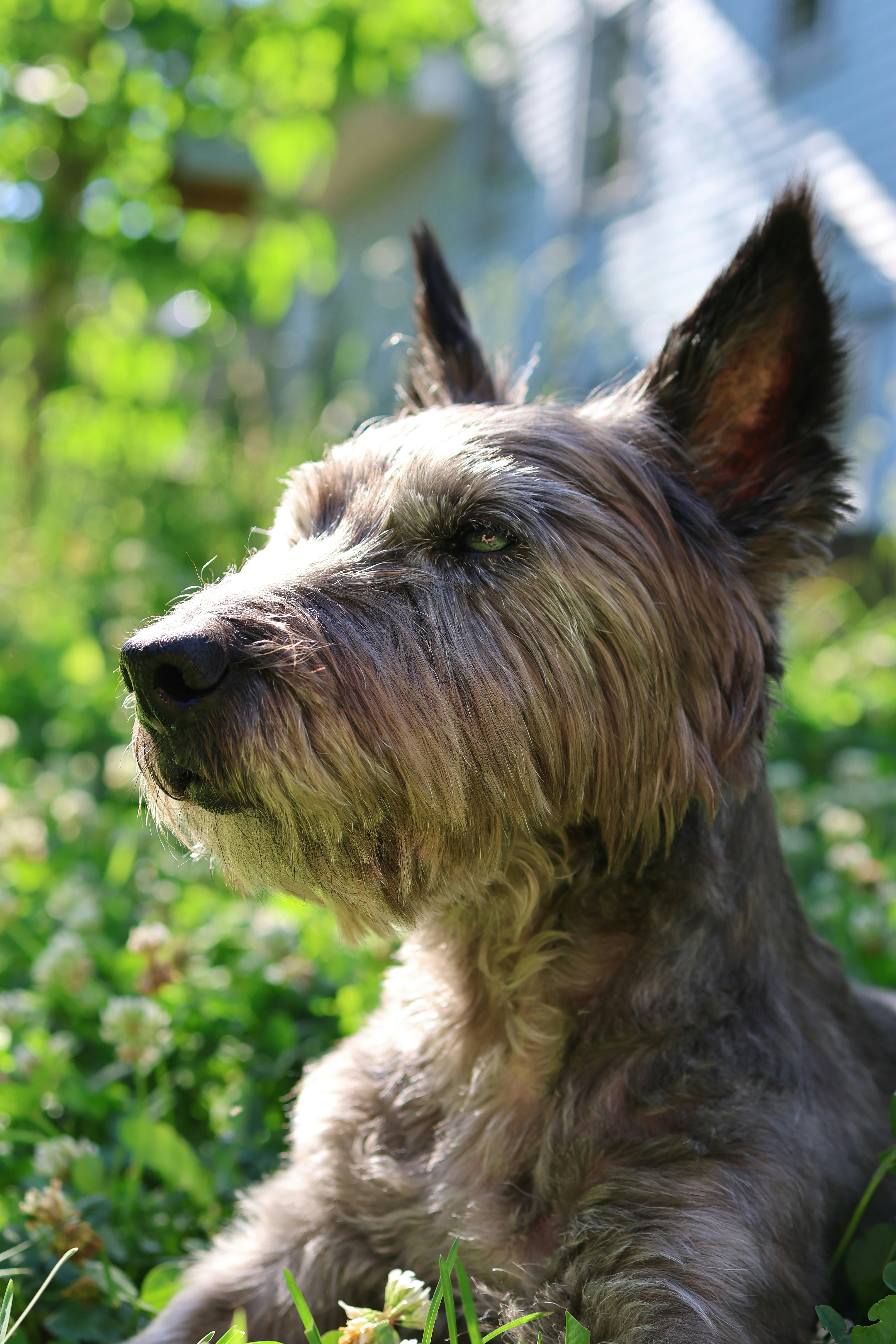 Sunlit Cairn: A Scruffy Terrier's Contemplative Moment in Bloom