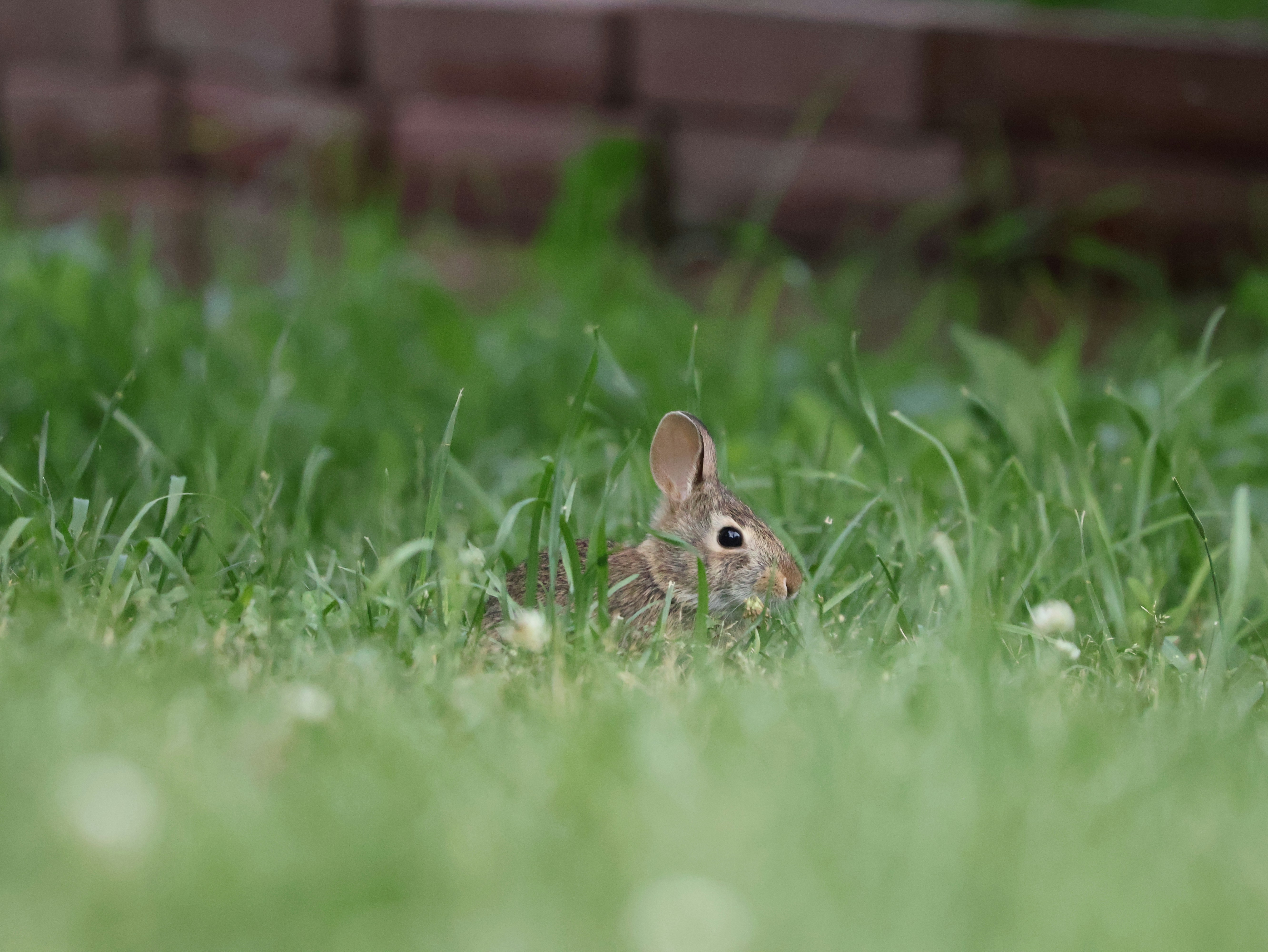 Quiet Burrow Watch: A Field Mouse Peeks Through Spring Grass