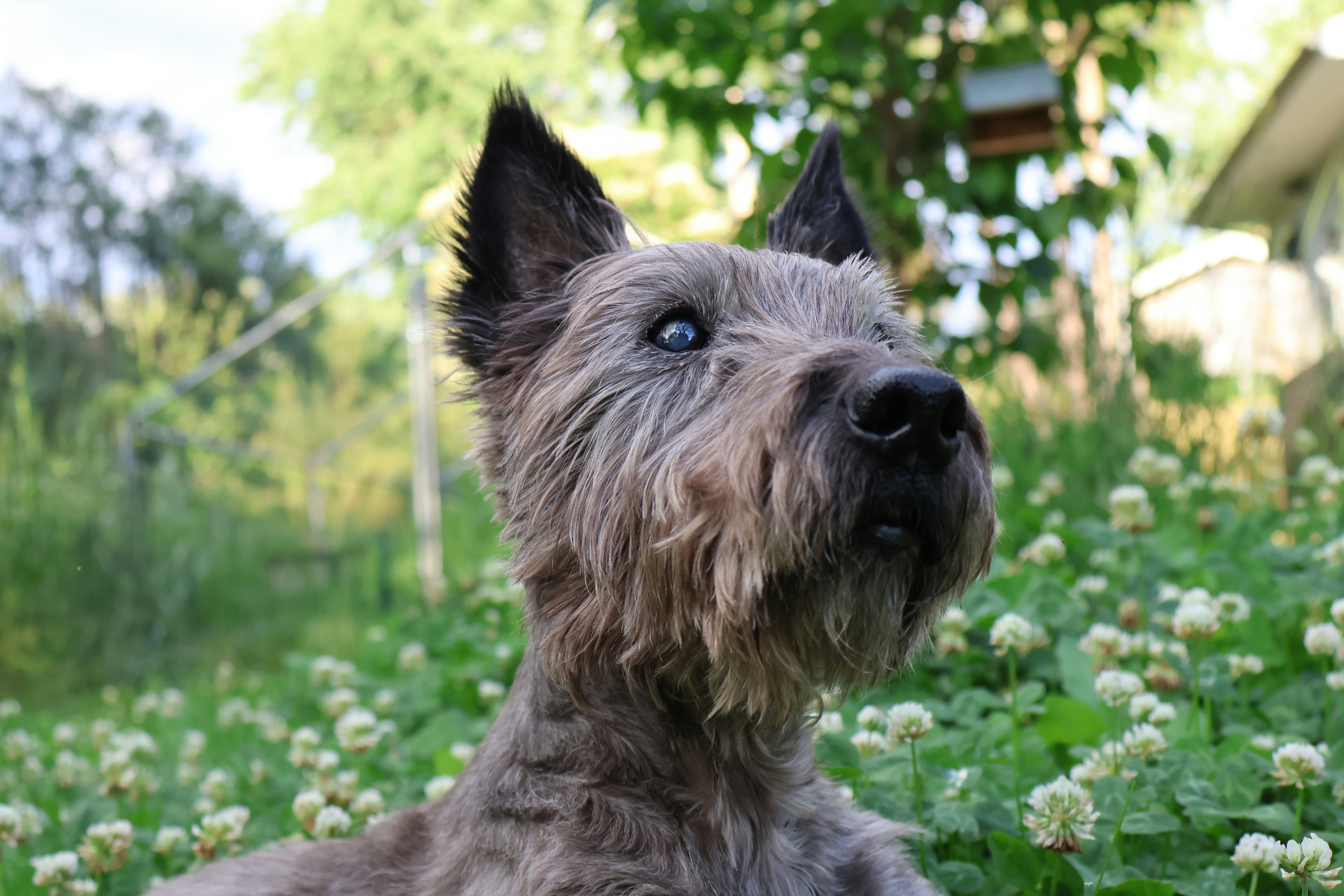 Whimsical Terrier Portrait in Bloom