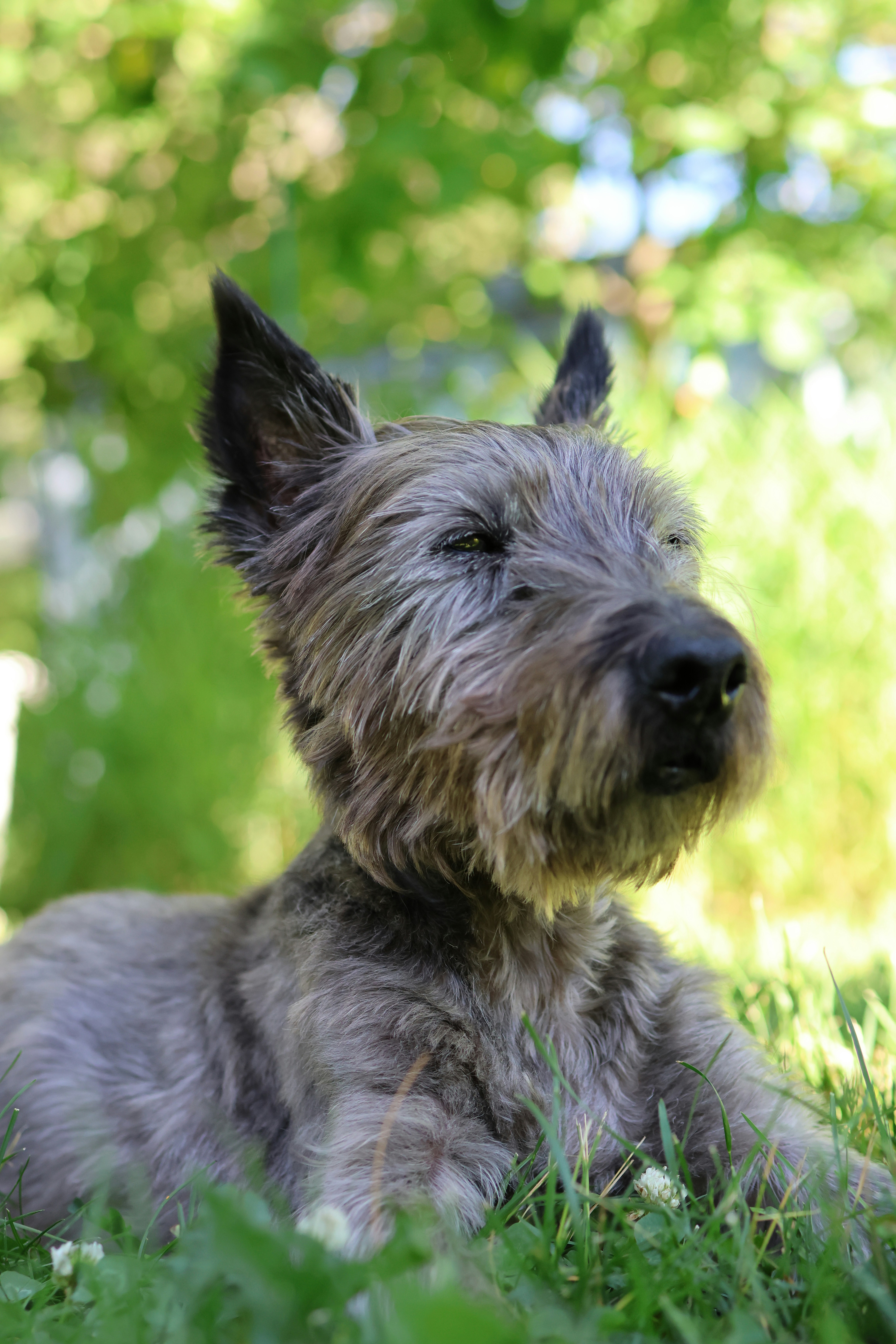 Sunlit Cairn: A Scruffy Terrier Beneath Dappled Shade
