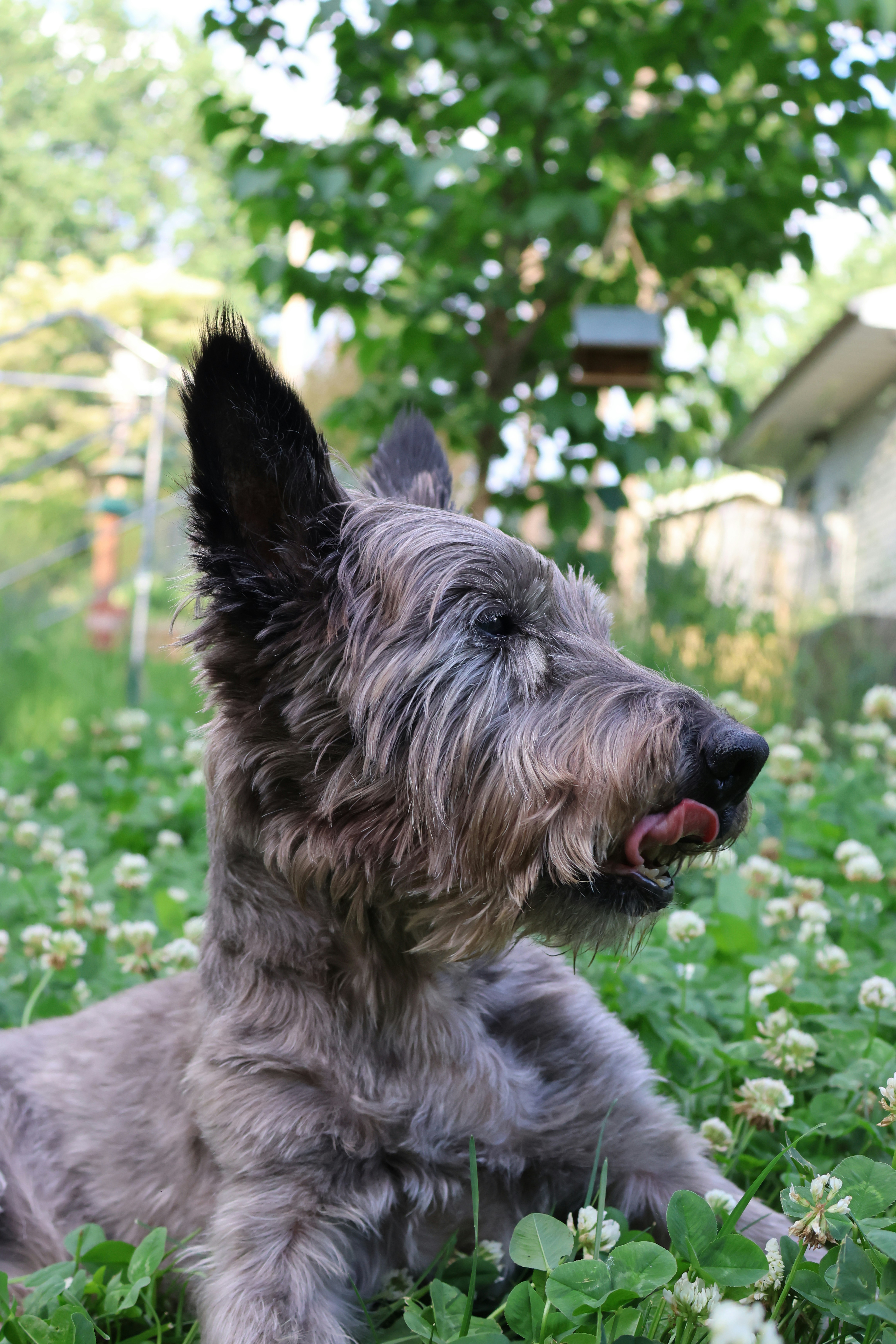 Sunlit Schnauzer in Clover: a Curious Breath of Summer