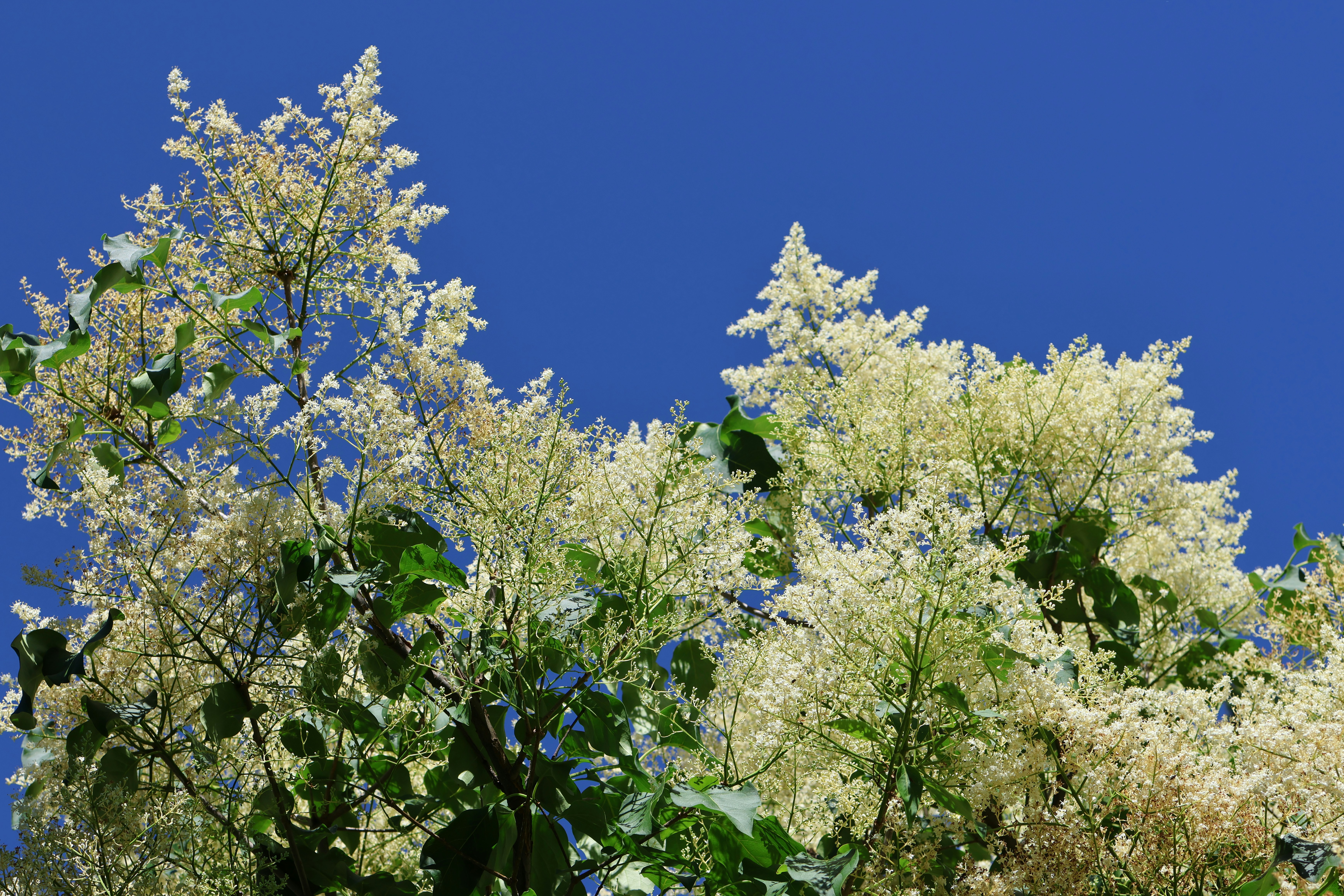 Snow-white blossoms under a cobalt sky