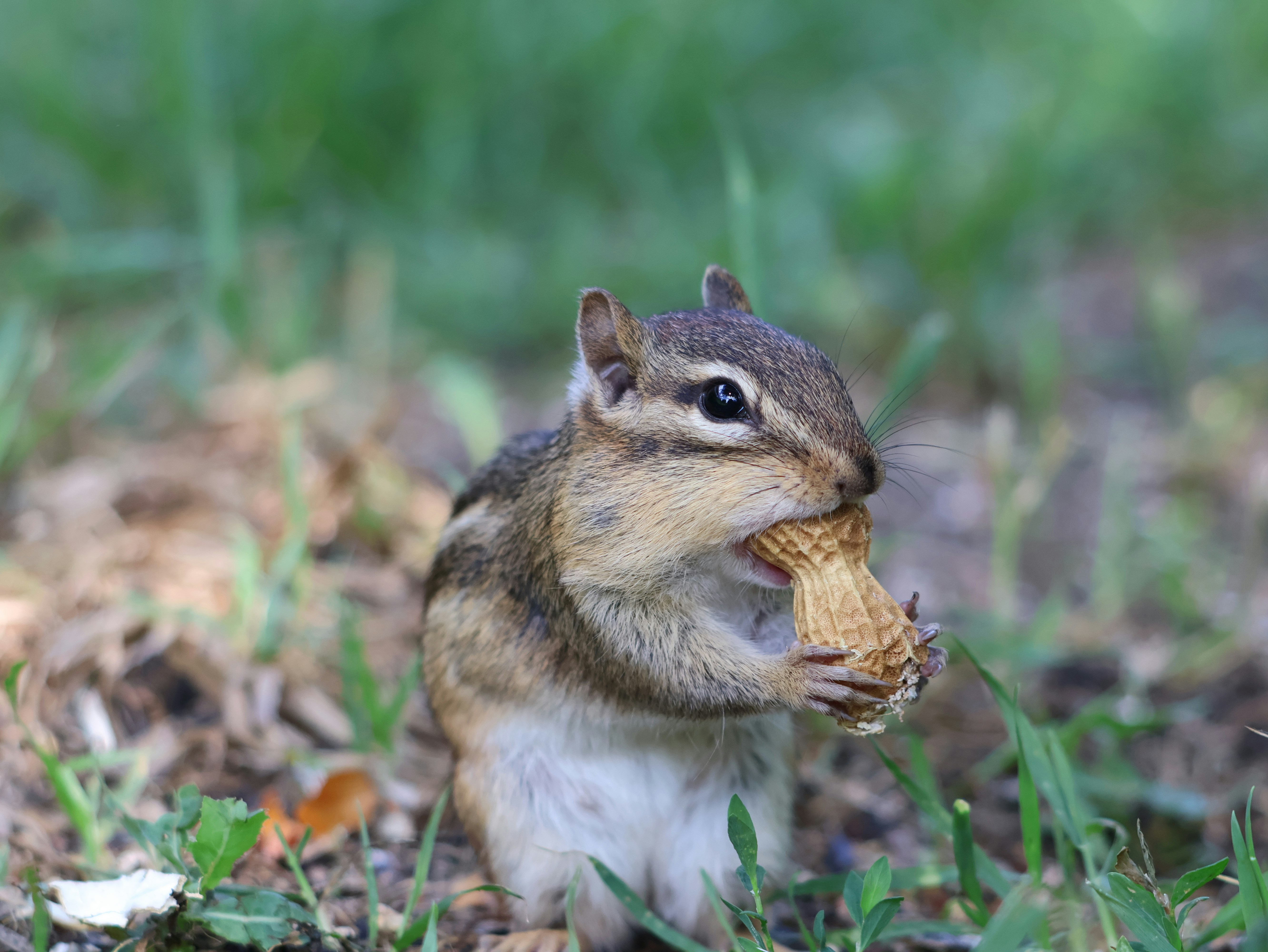 A Chipmunk eats a whole peanut in green grass