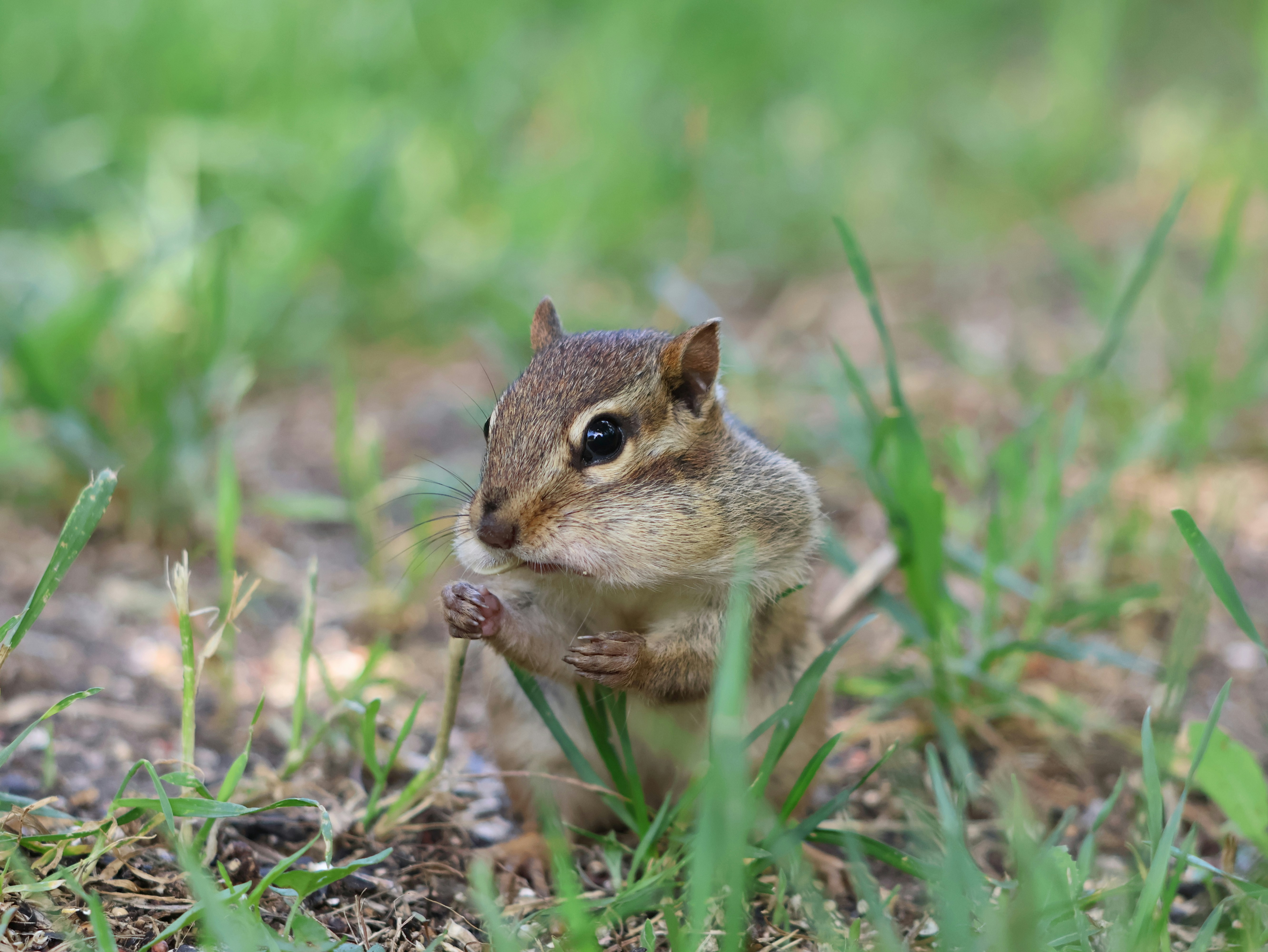 Chipmunk Portrait in Sunlit Grass