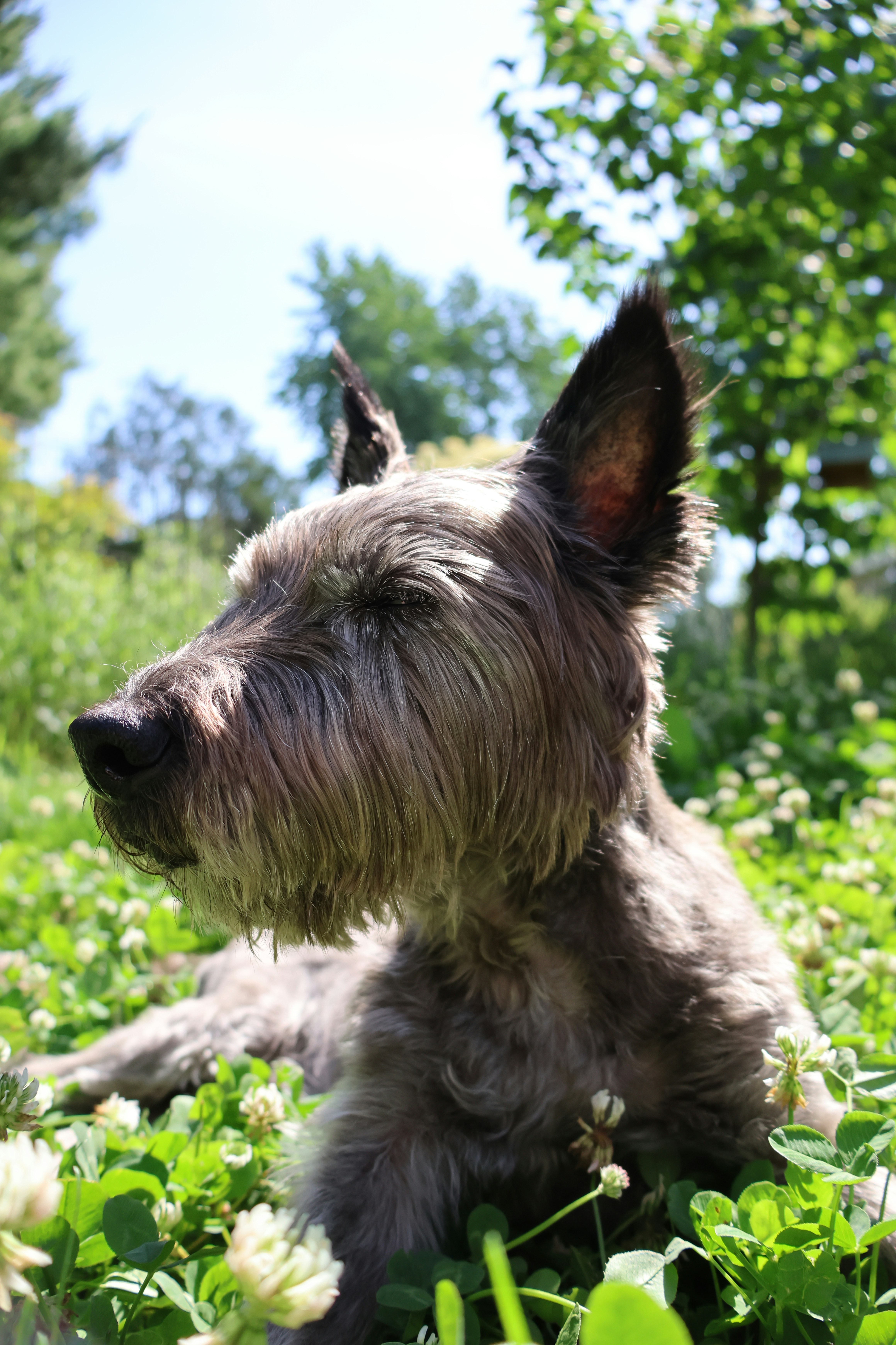 Sunny Field Snooze: A Scruffy Terrier Poses Among White Clover