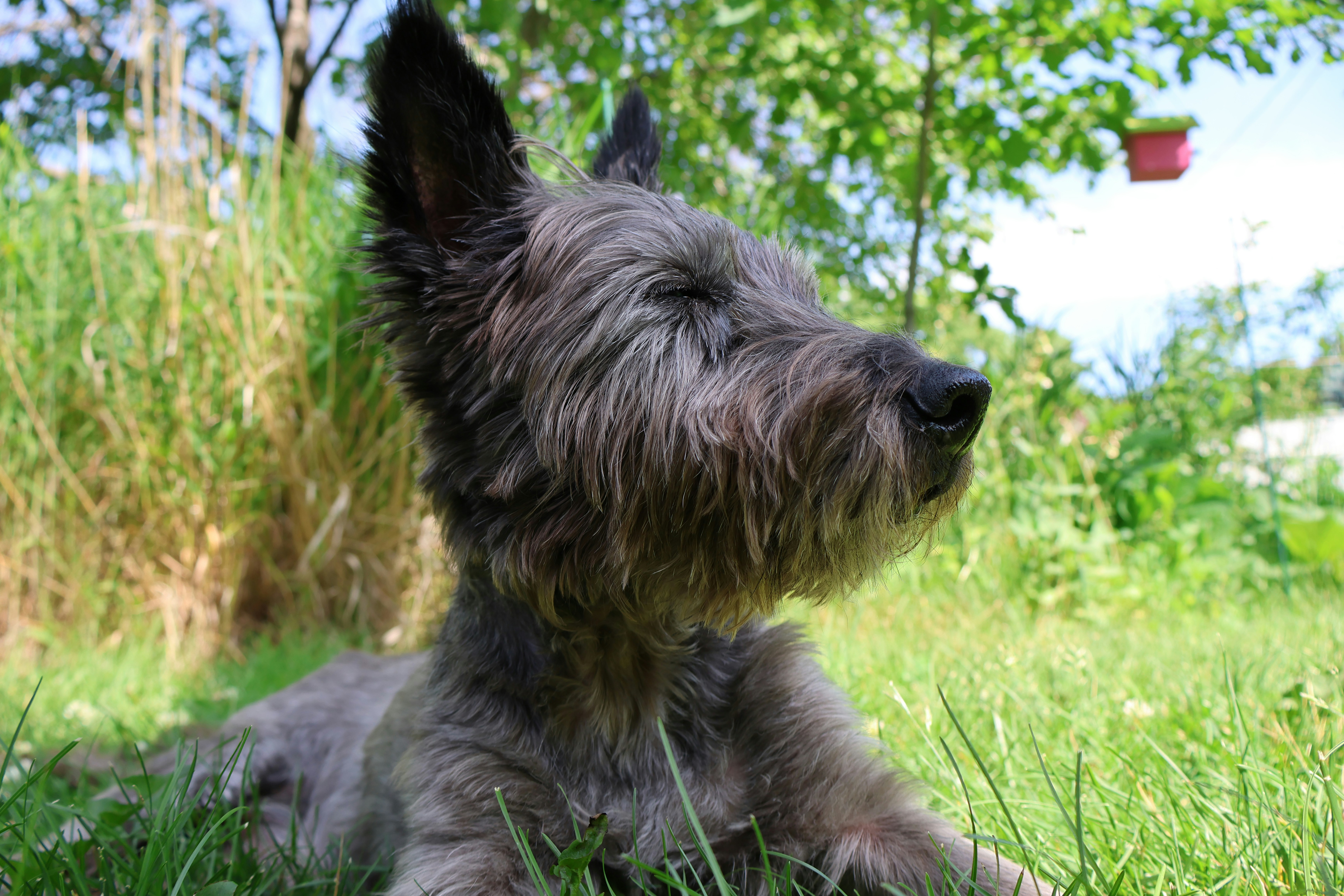 Calm Cairn in Sunlit Grass