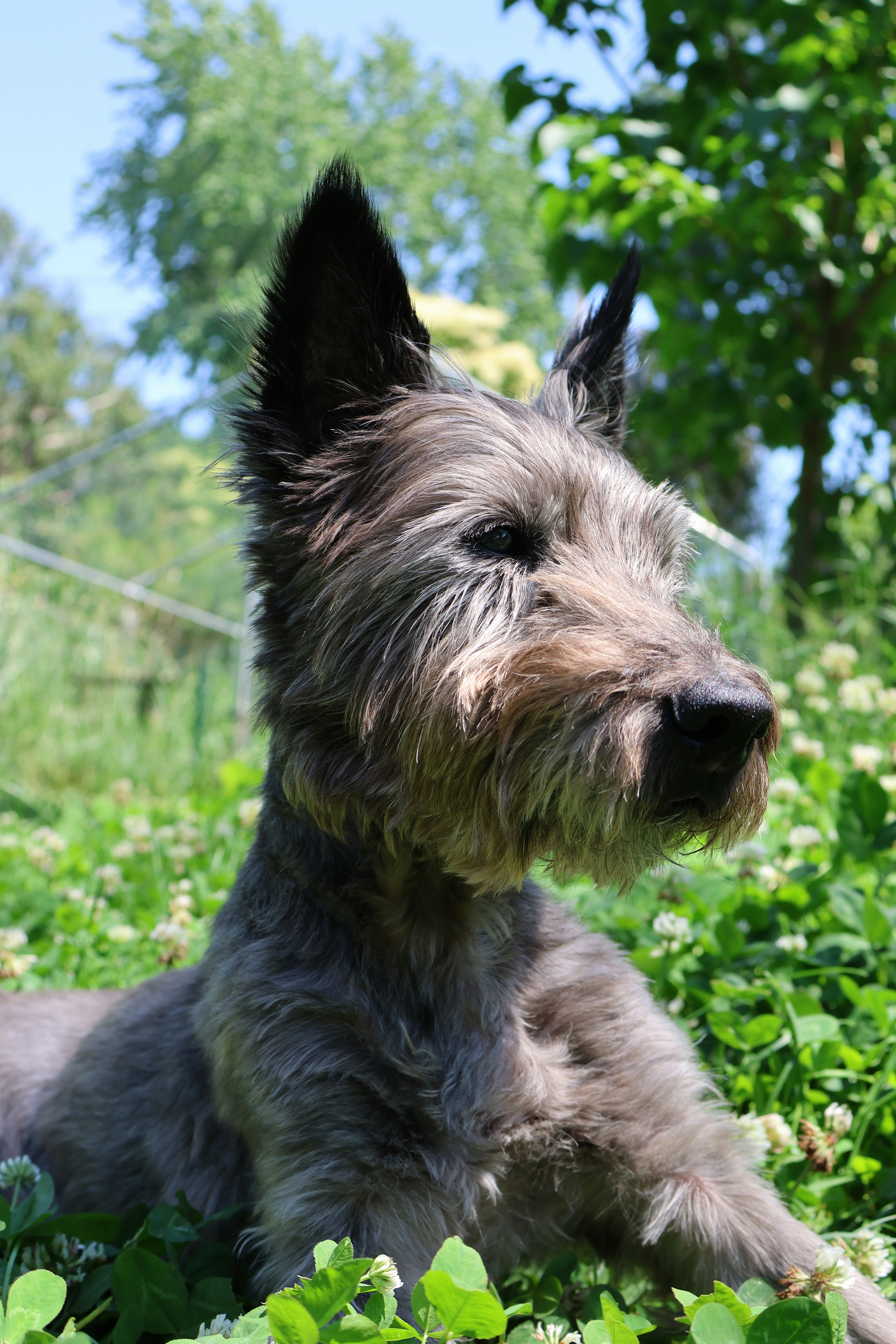 Close-up of a fluffy Schnauzer pup in sunlit garden