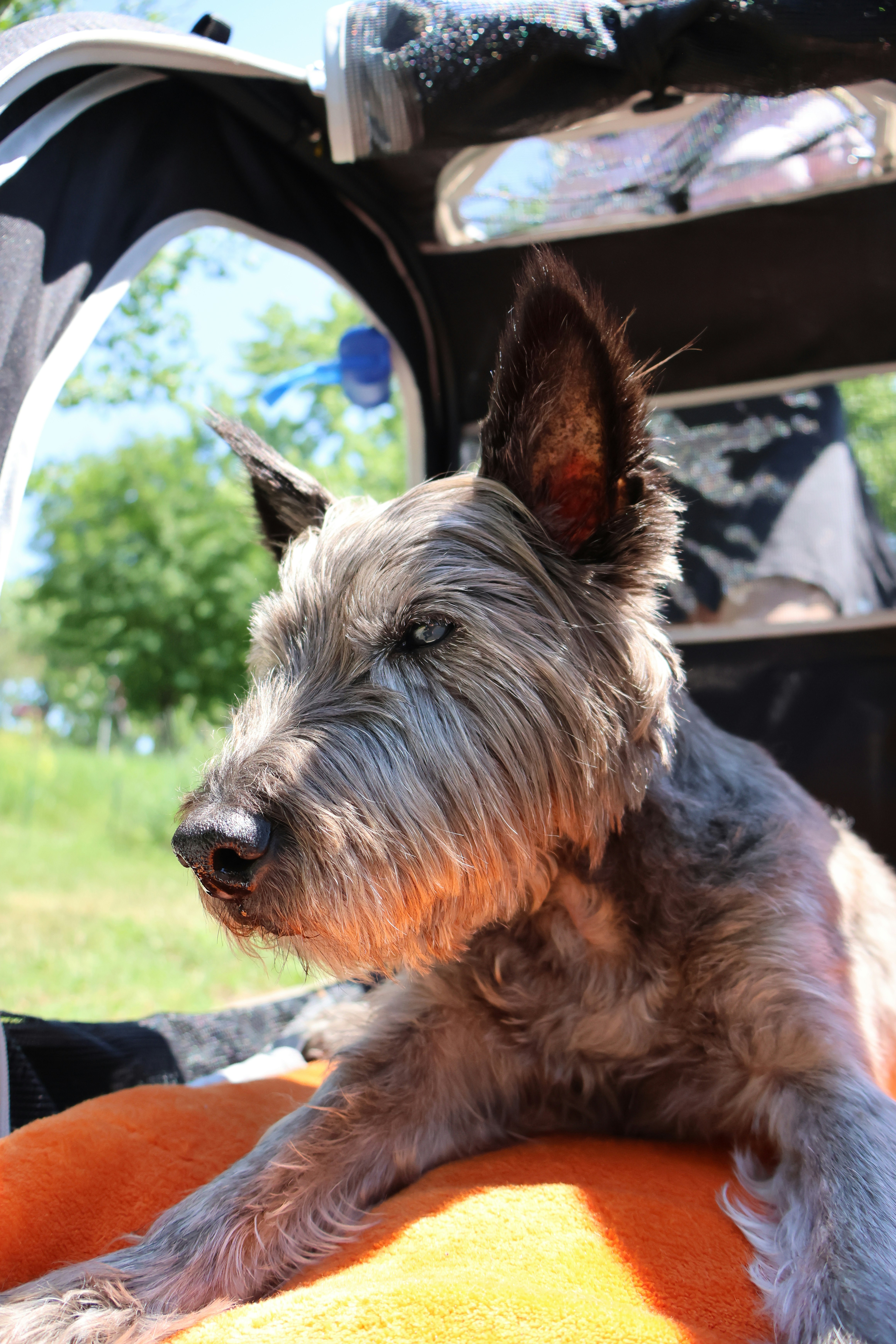 Sunlit Cairn: A Scooped View of a Scruffy Traveler in the Backseat