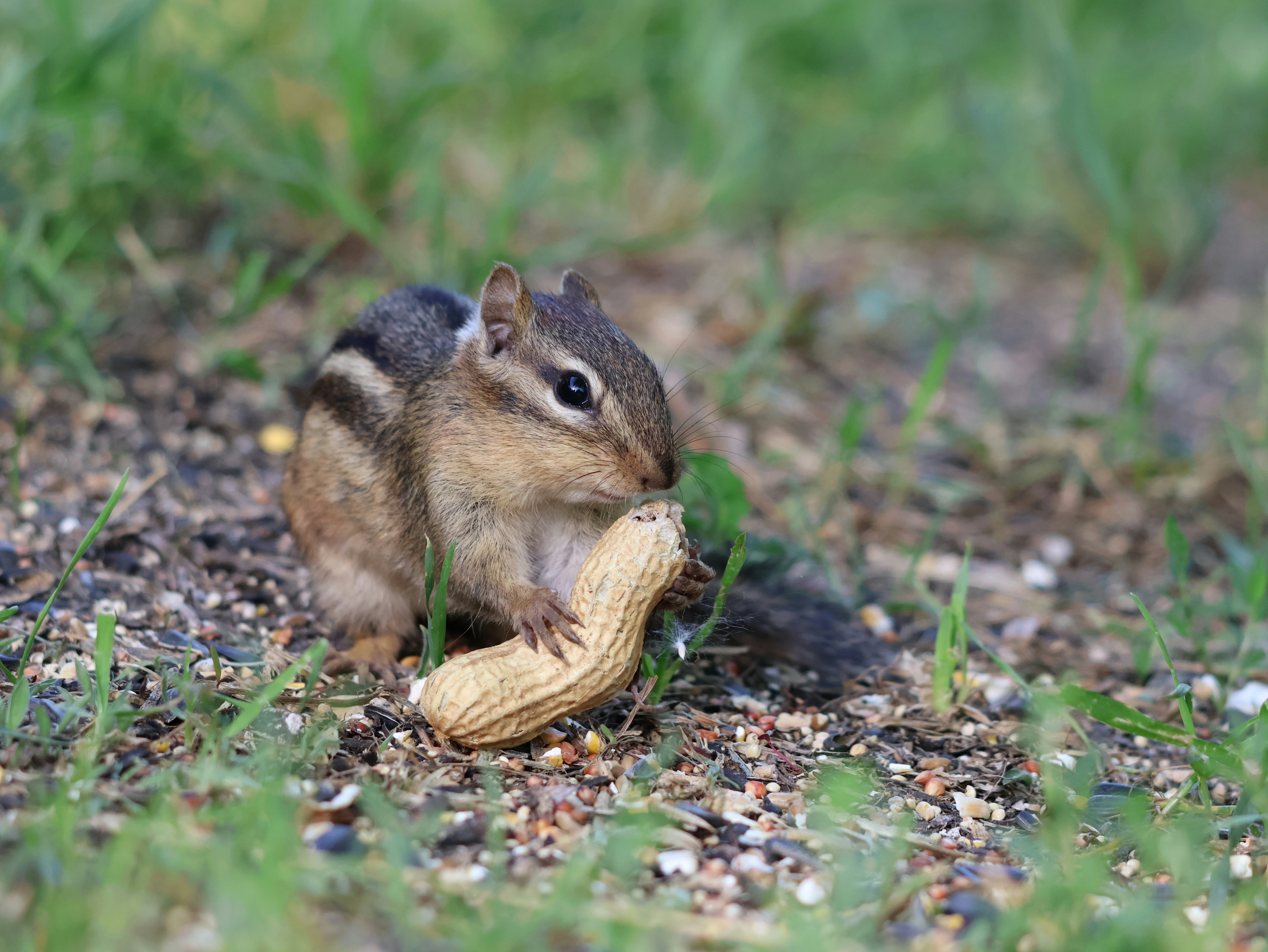 Nut-Snatching Chipmunk: Quiet Moment on Pebble Ground