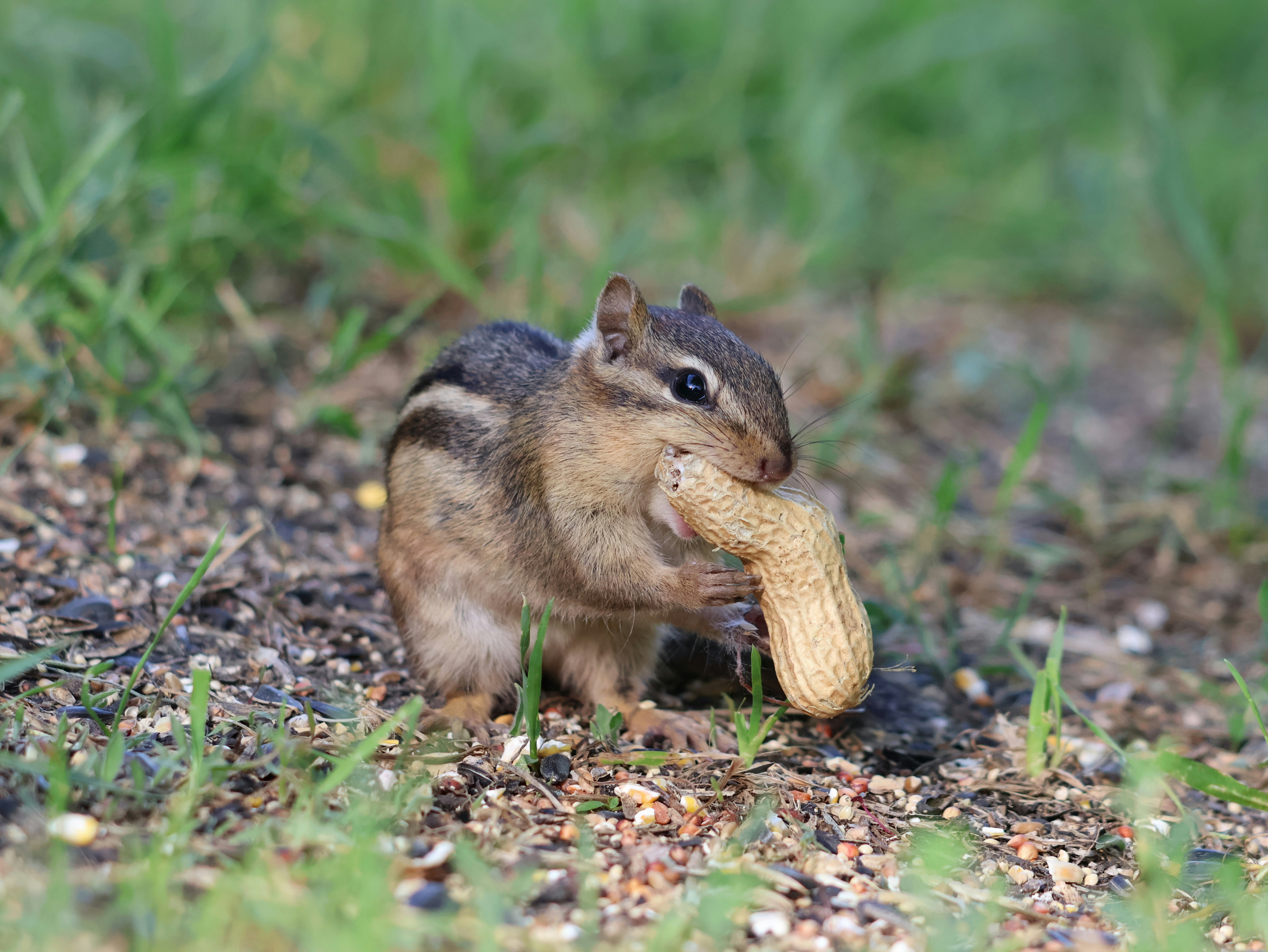 A Chipmunk eats a whole peanut in green grass near a bird feeder