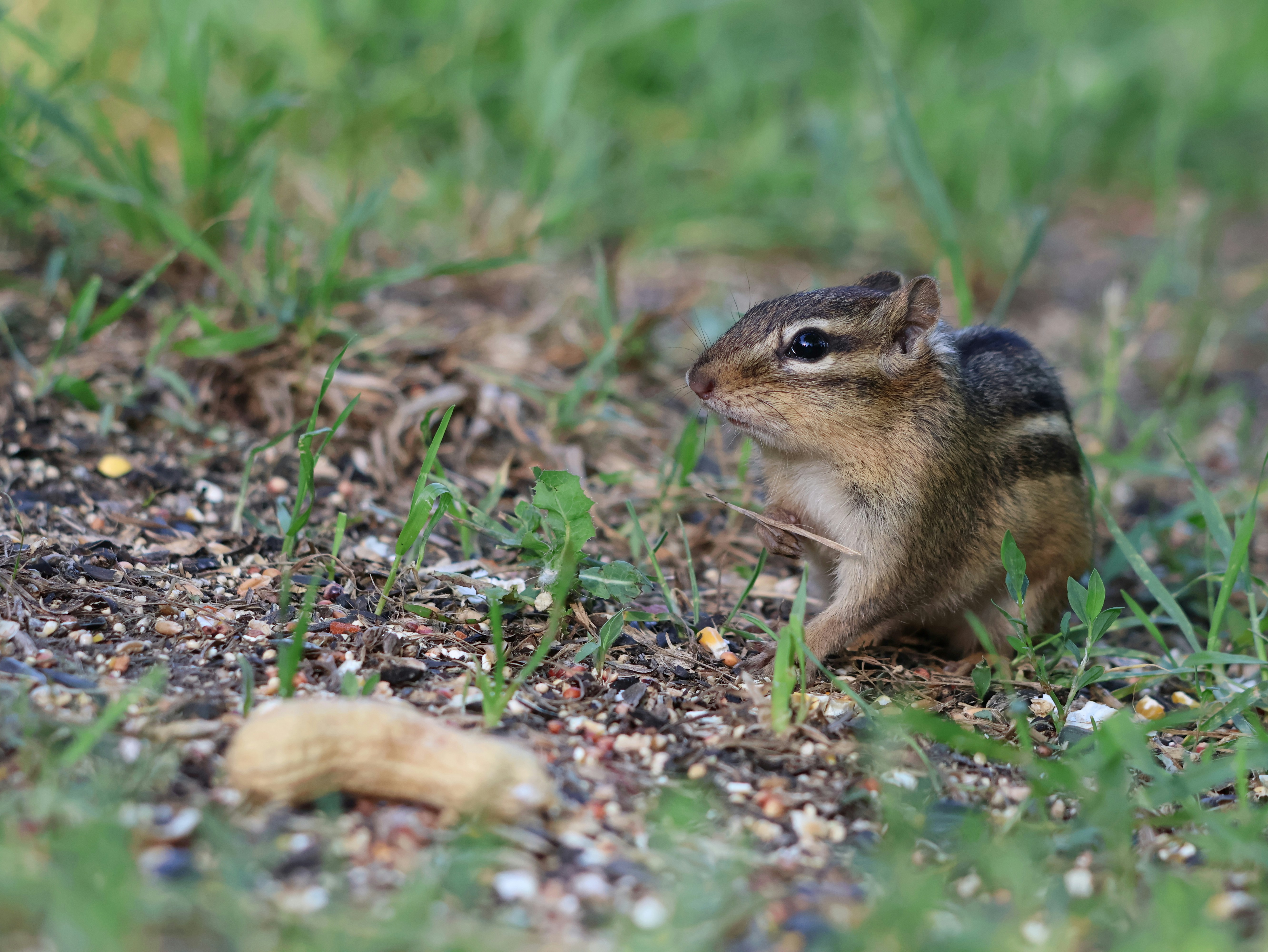 A Watchful Ground Squirrel at the Edge of the Meadow