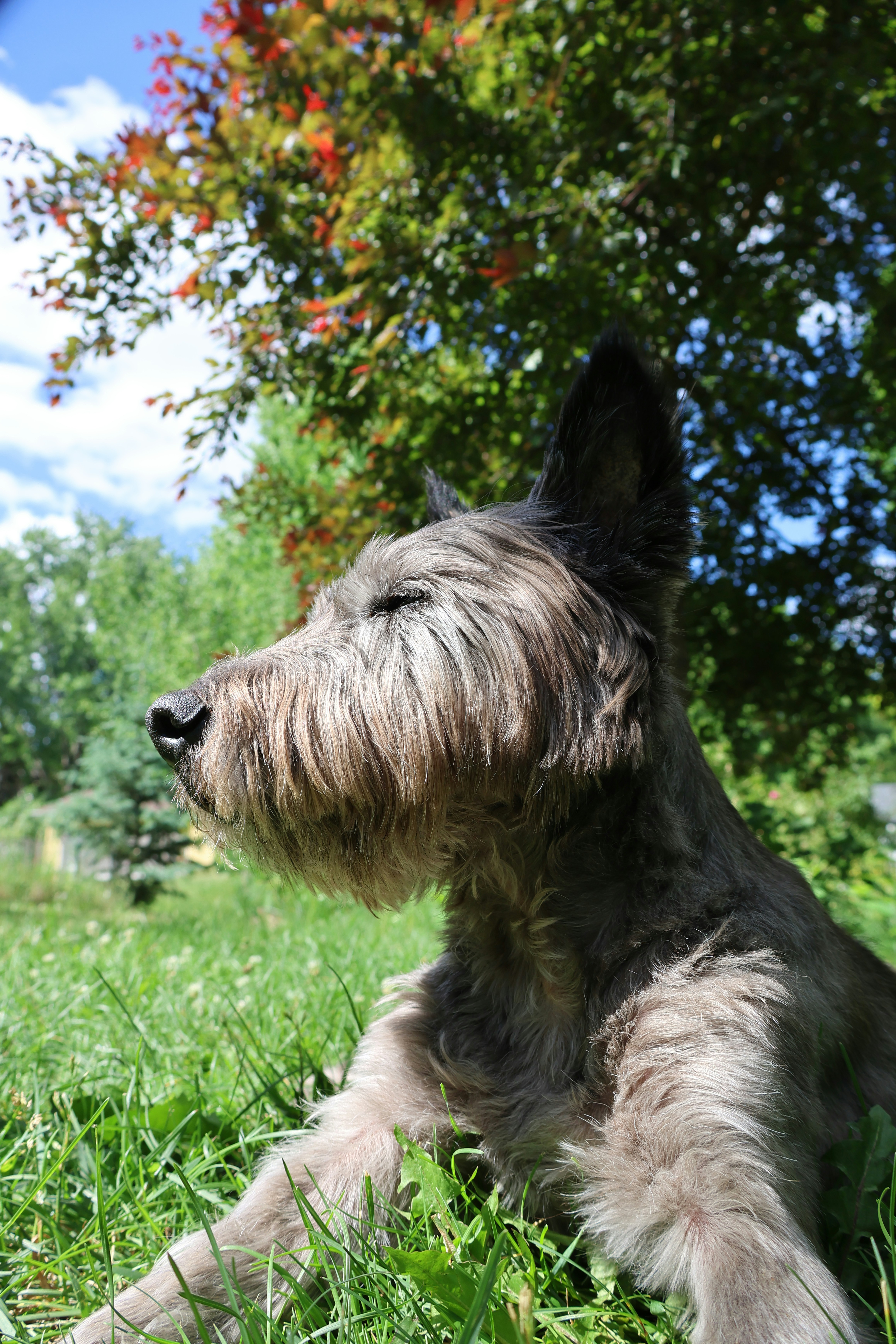 Mr Chewie enjoying a warm morning Sun in green grass & White Dutch Clover with a Royal Raindrops Crabapple Tree in the background