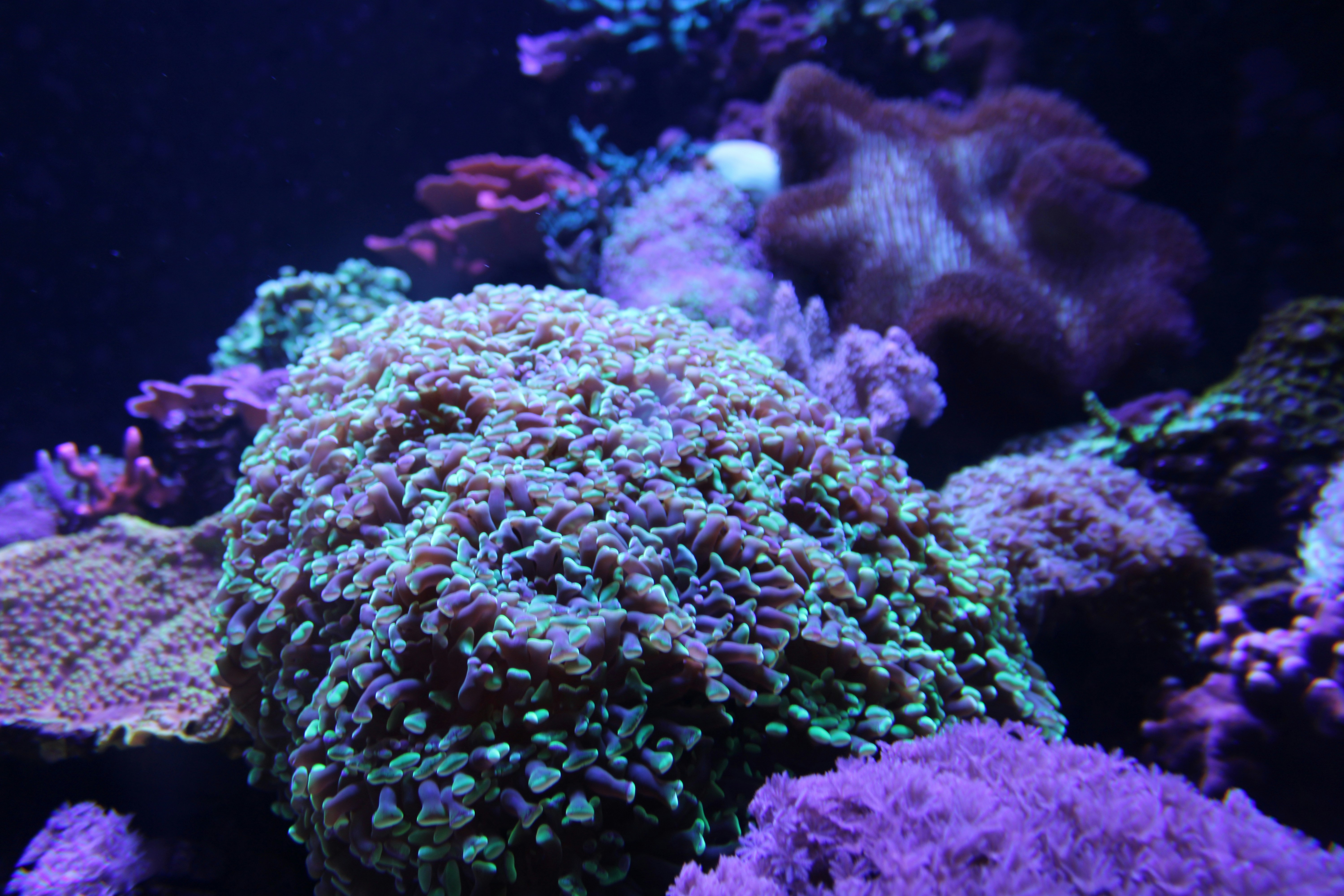 Luminous Coral Crest: A Quiet Reef of Neon Life