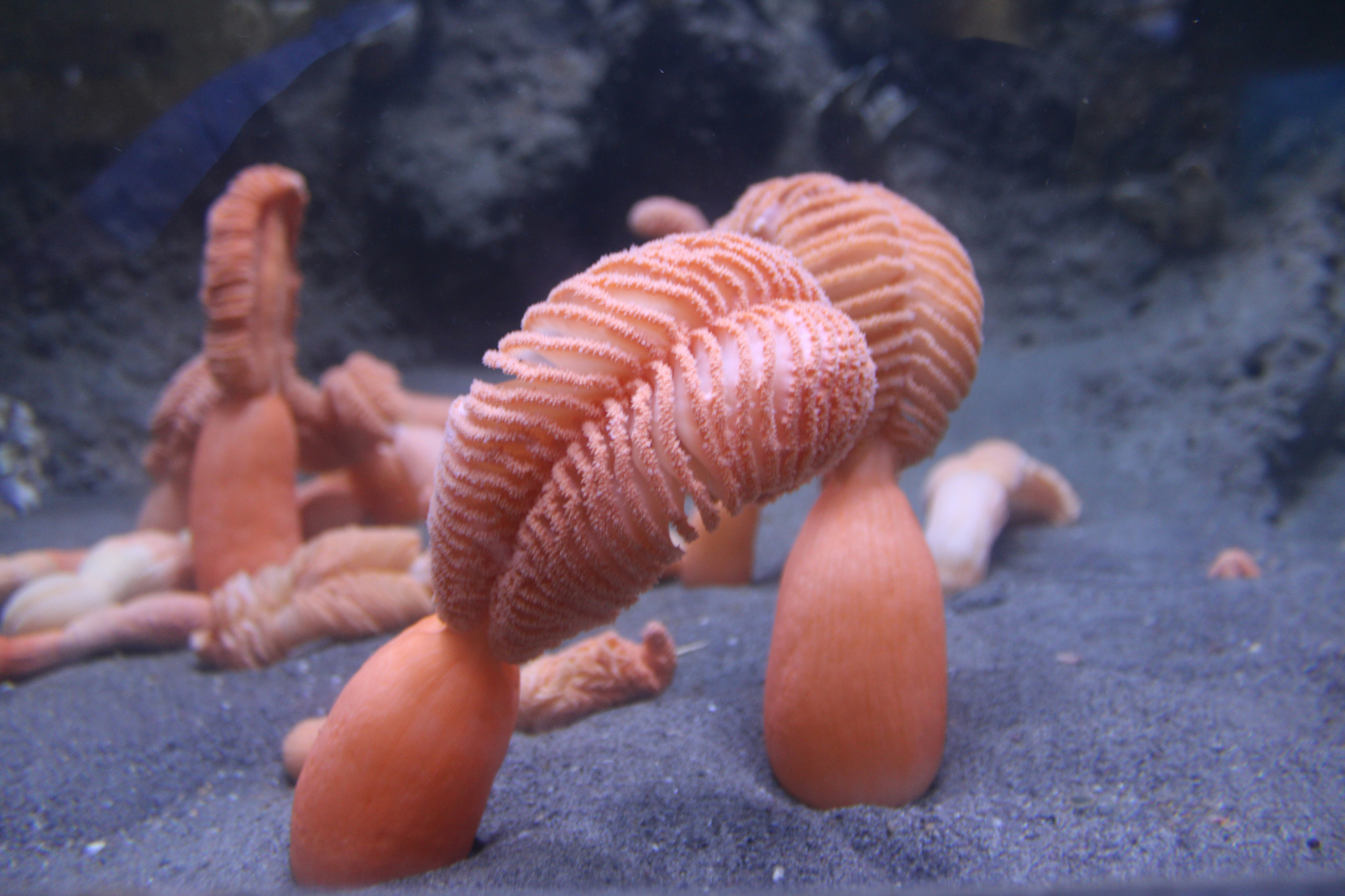Curved Red Organisms in Subaqueous Meadow