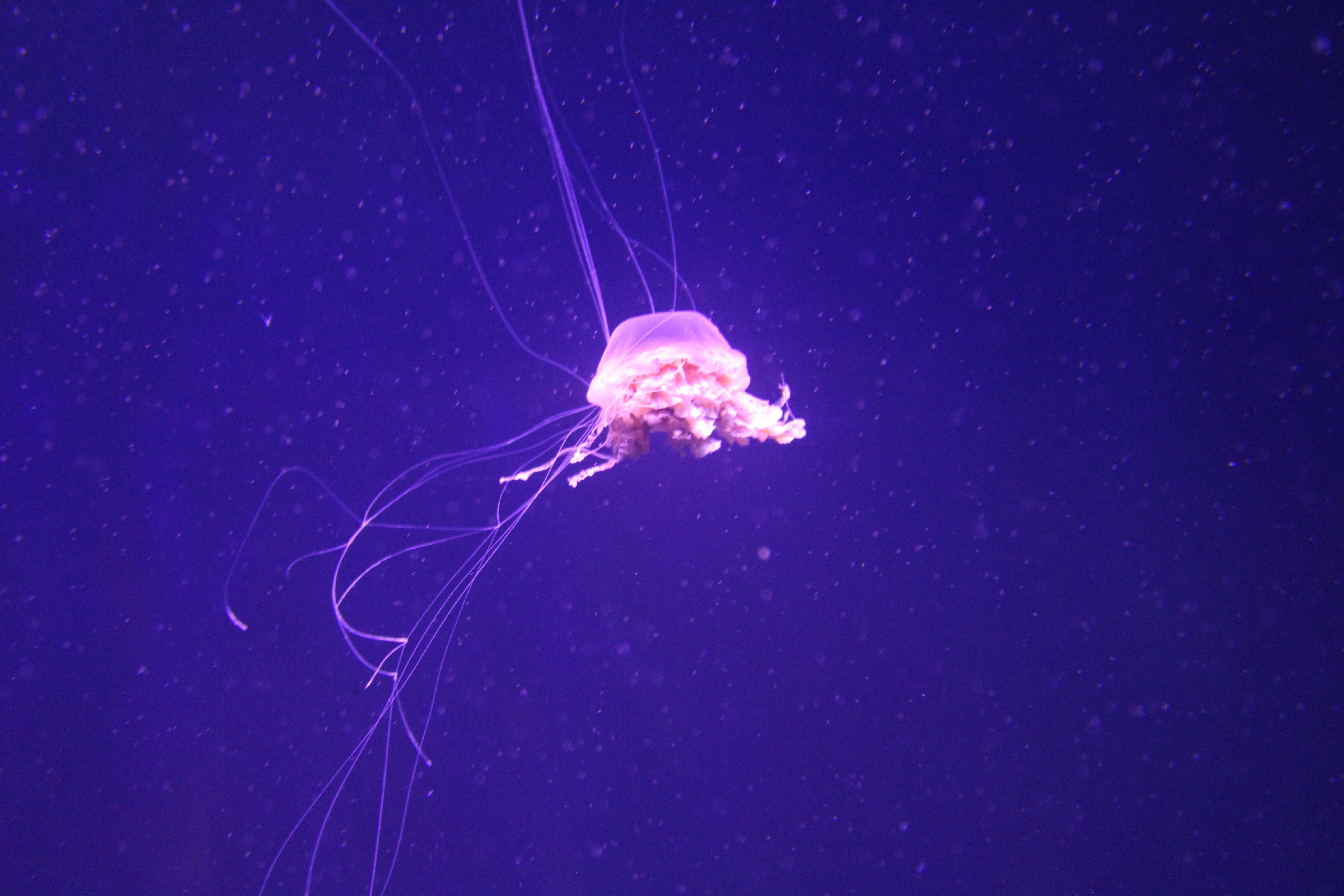 A graceful, translucent white and pink jellyfish with long, trailing tentacles drifts serenely through a deep purple-blue, water-filled environment populated by faint suspended particles.