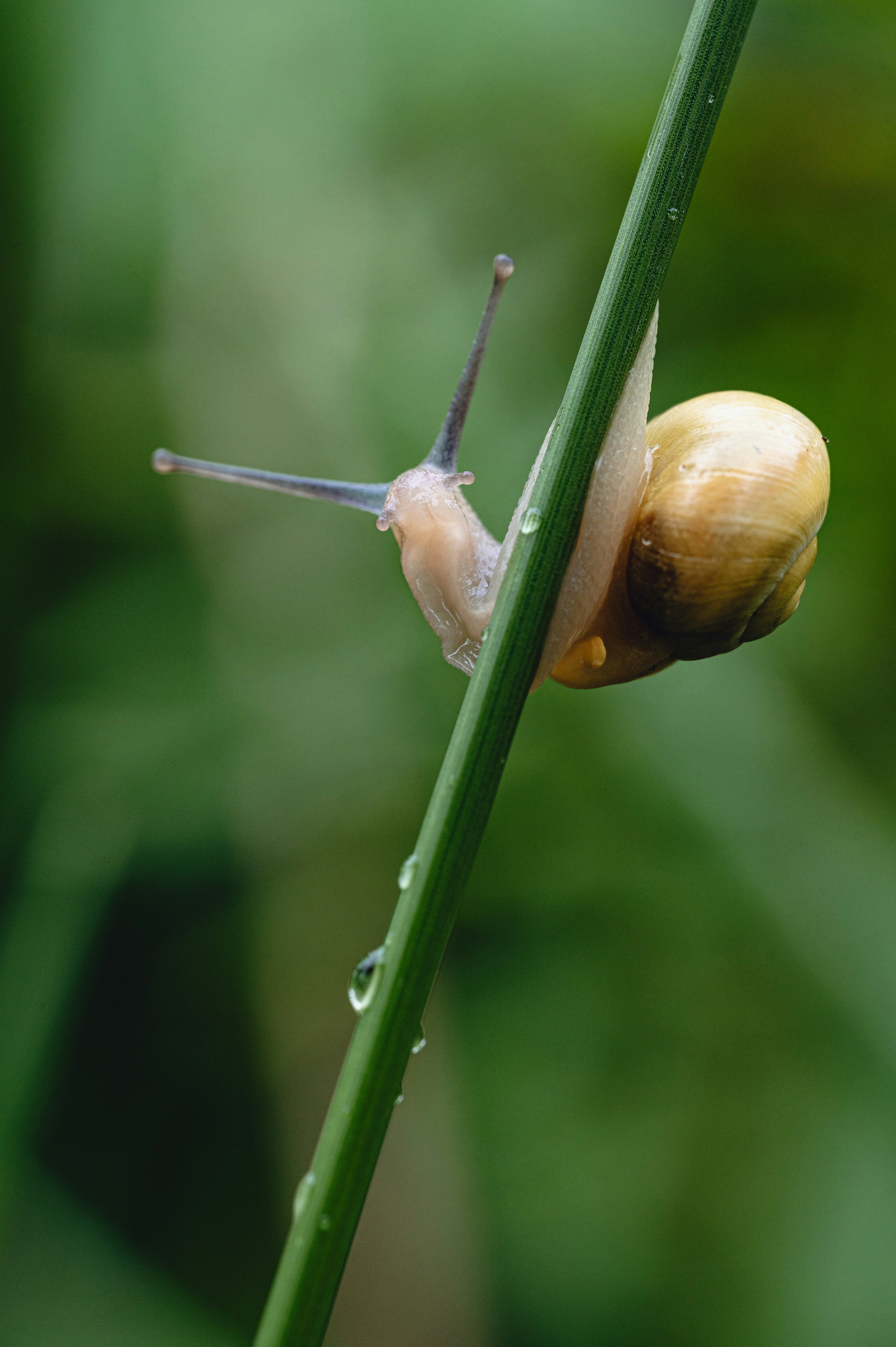 Shellbound Ascent: a snail's slow climb on a dew-dusted blade