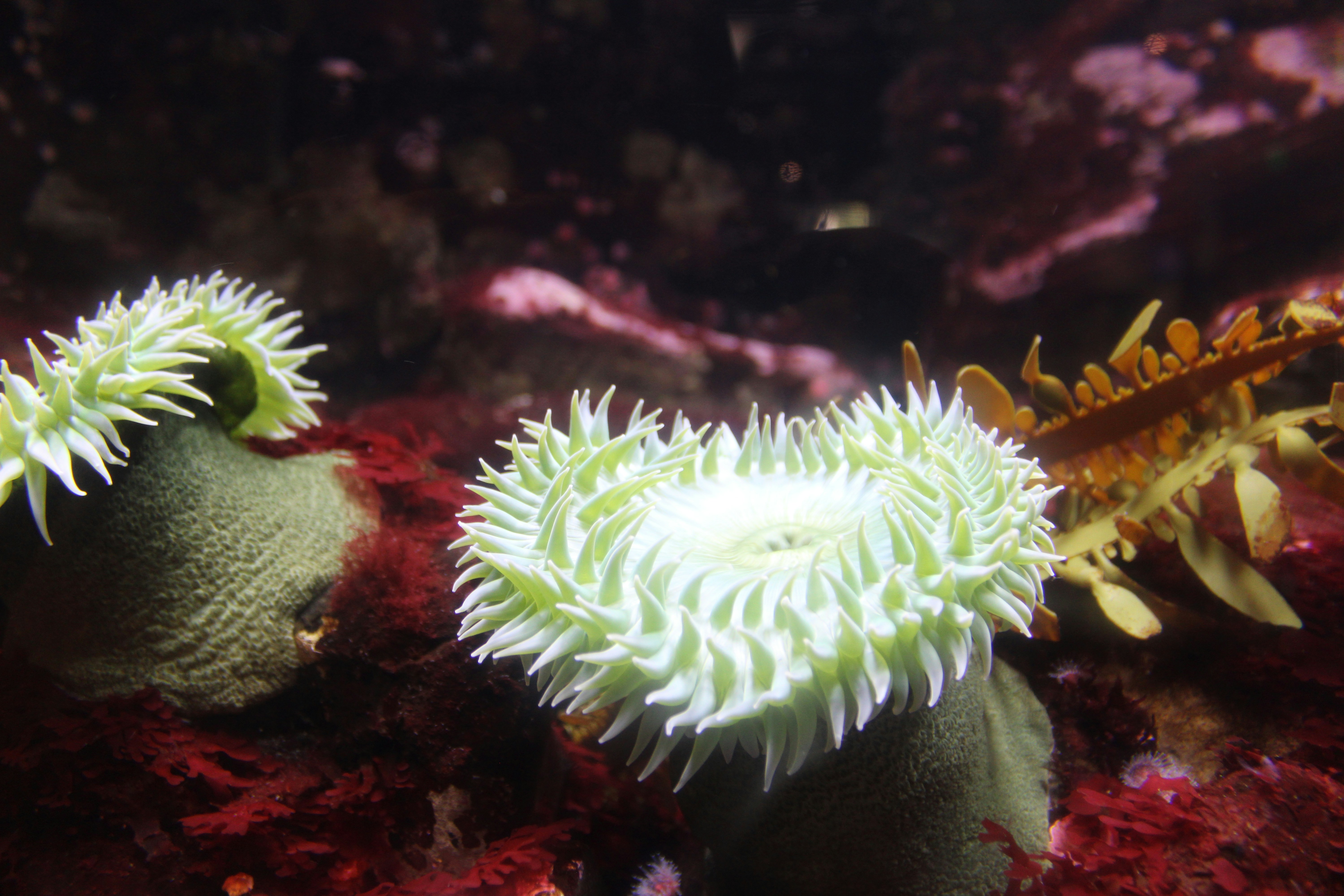 Tentacles of Light: A Coral Garden Underwater Spotlight