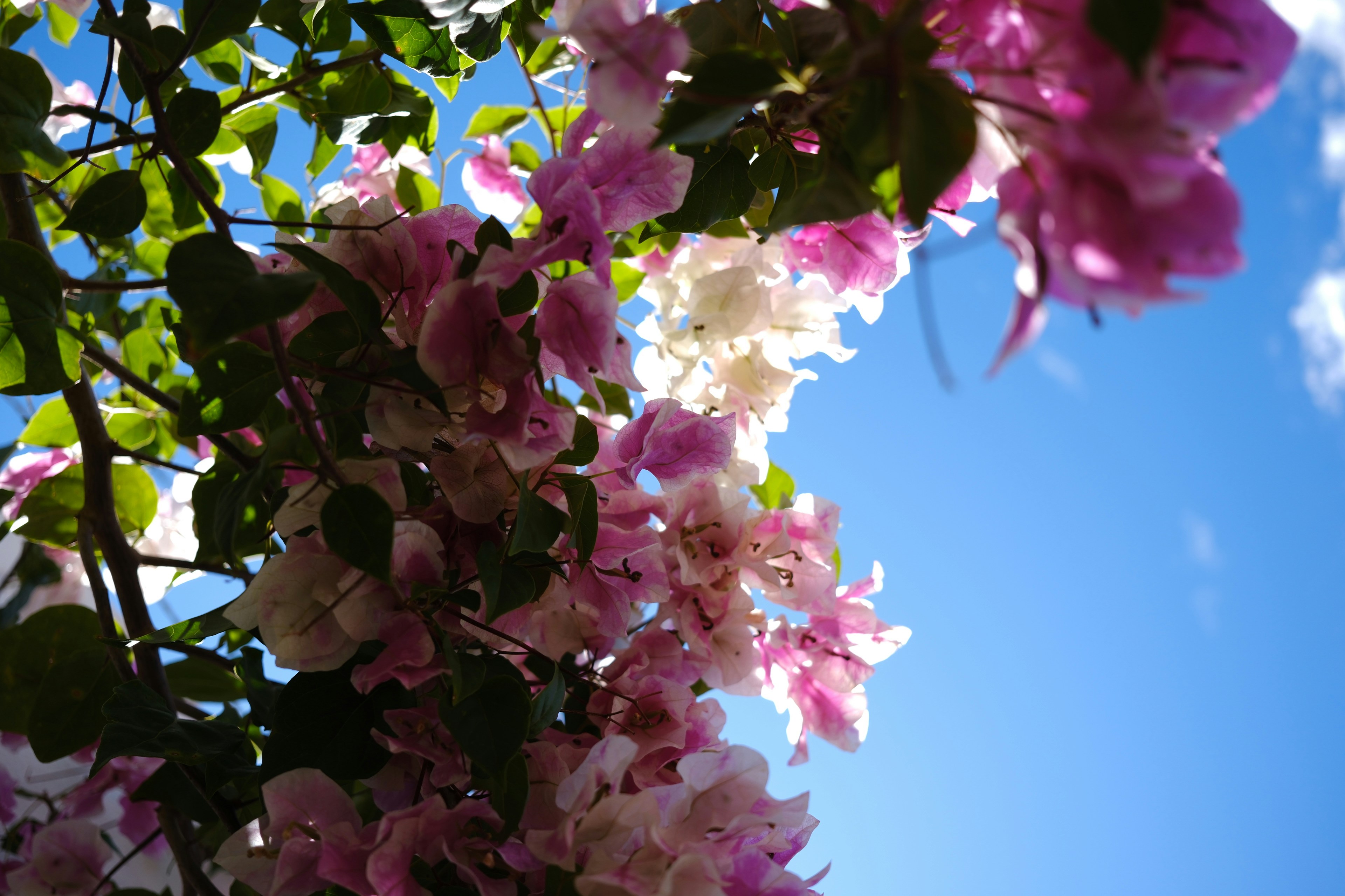 Bougainvillea Burst Against a Summer Sky