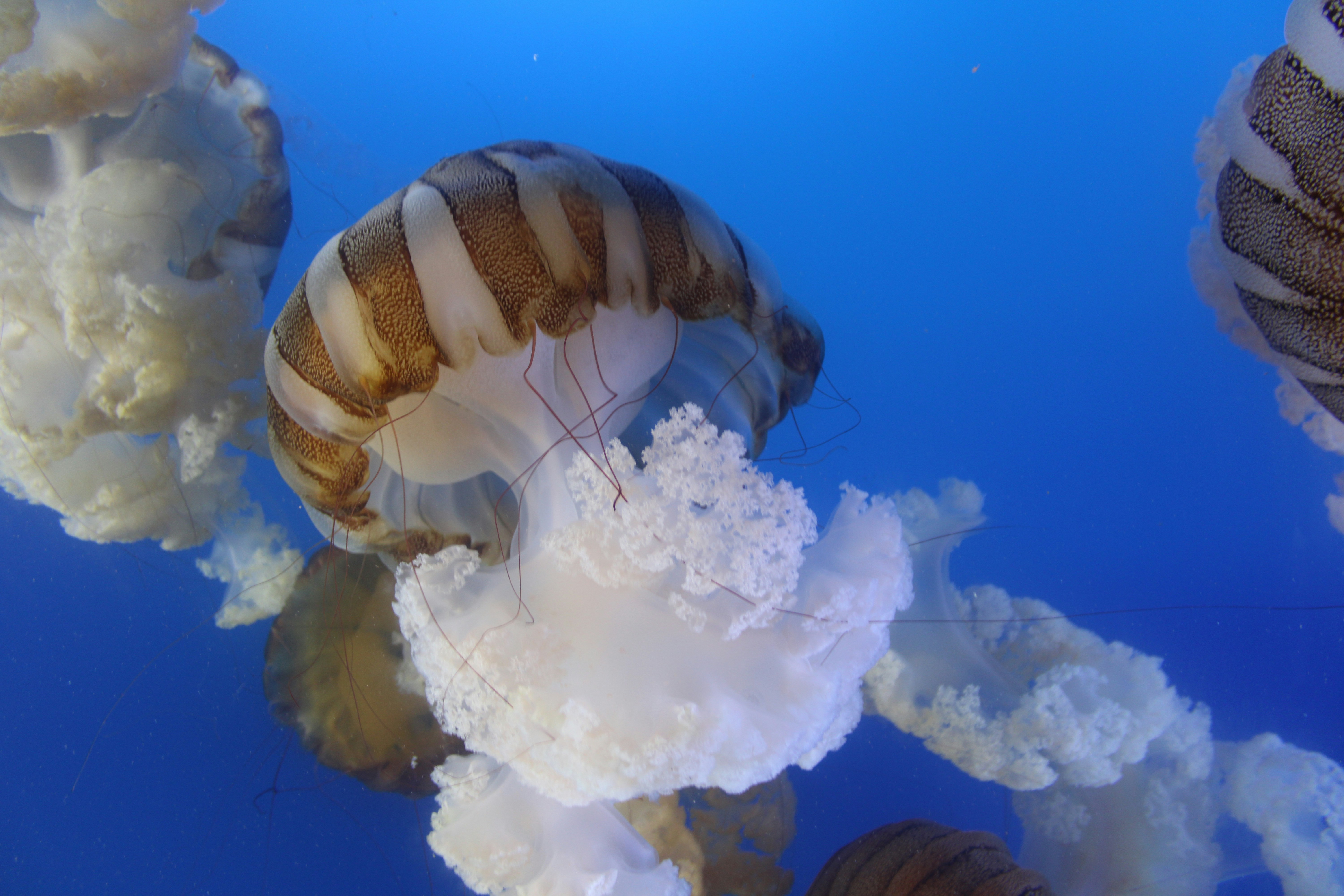 Jellyfish Drift Through Azure Depths