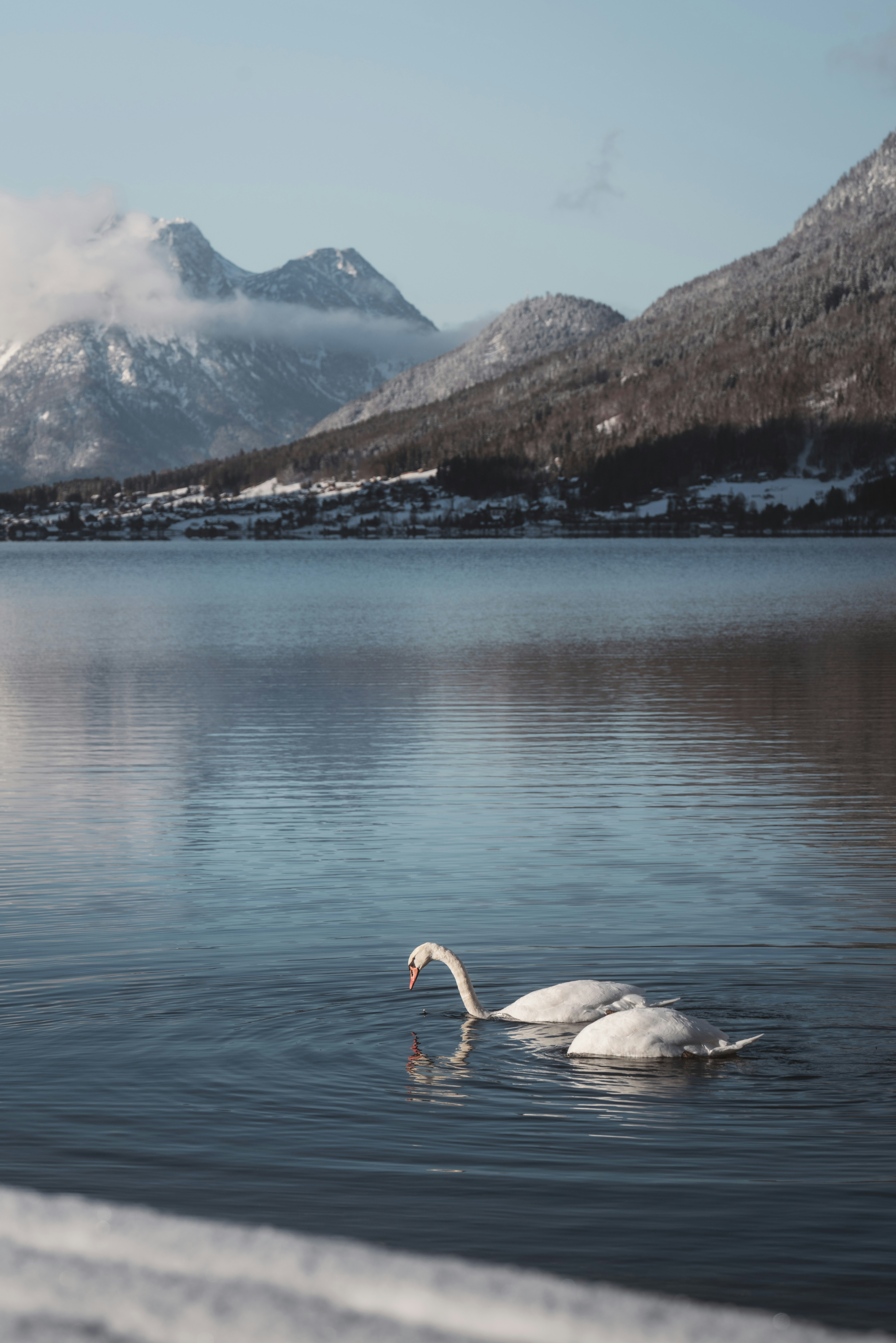 Swan Echo on a Mountain Mirror