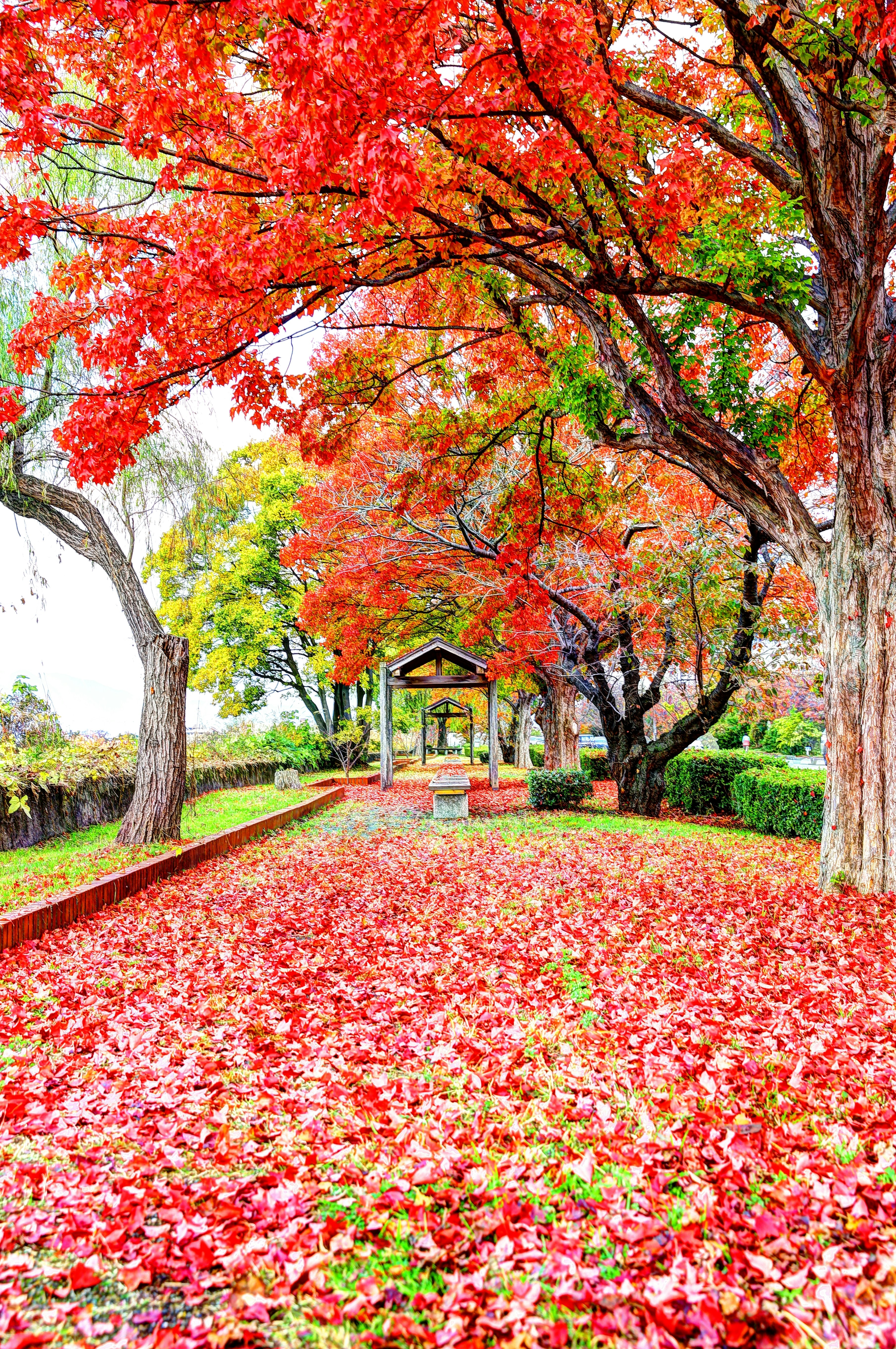 Autumn Alley: Crimson Leaves Framing a Quiet Park Path