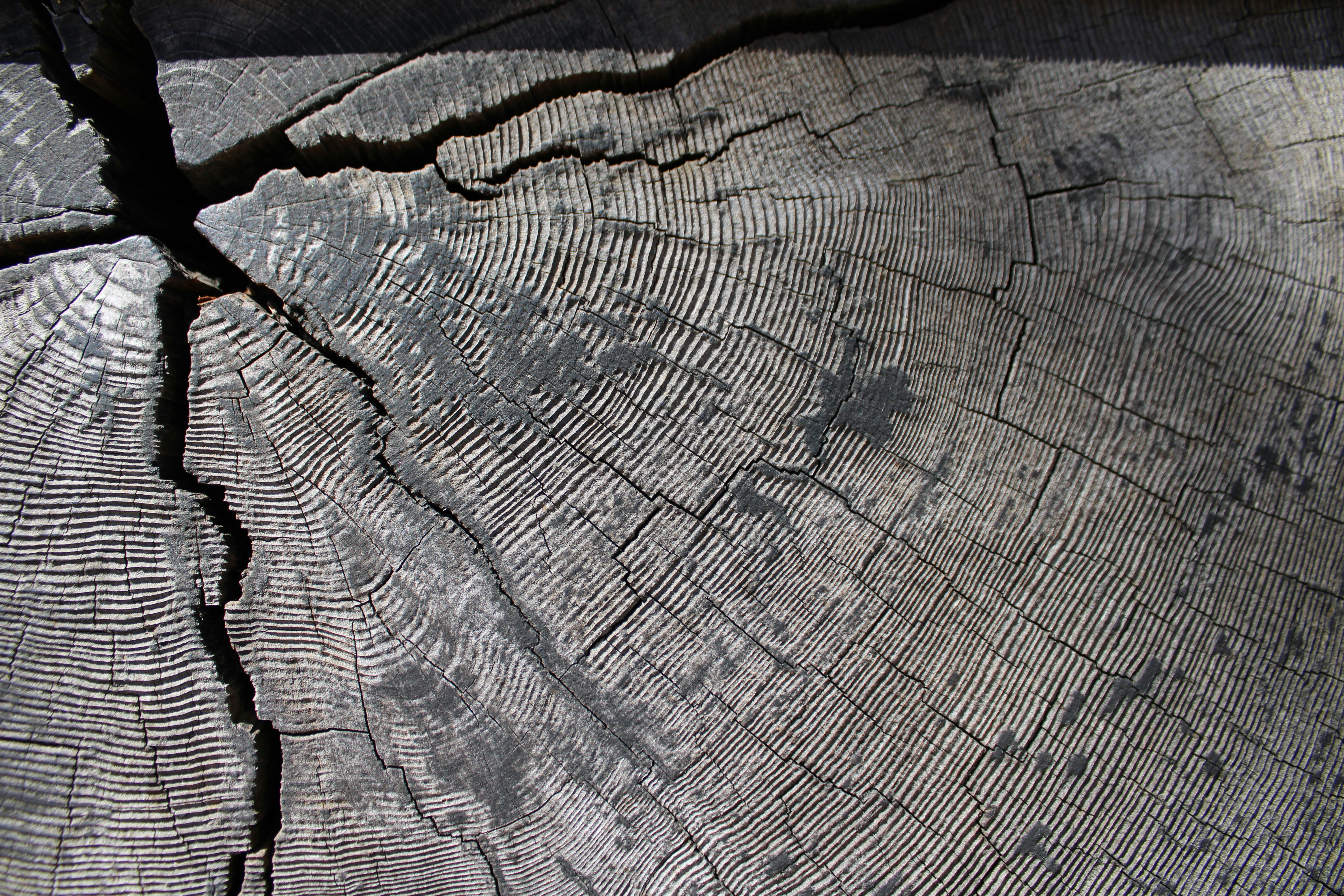 Annual Rings in Quiet Grain: A Close-Up of a Weathered Tree Cross-Section