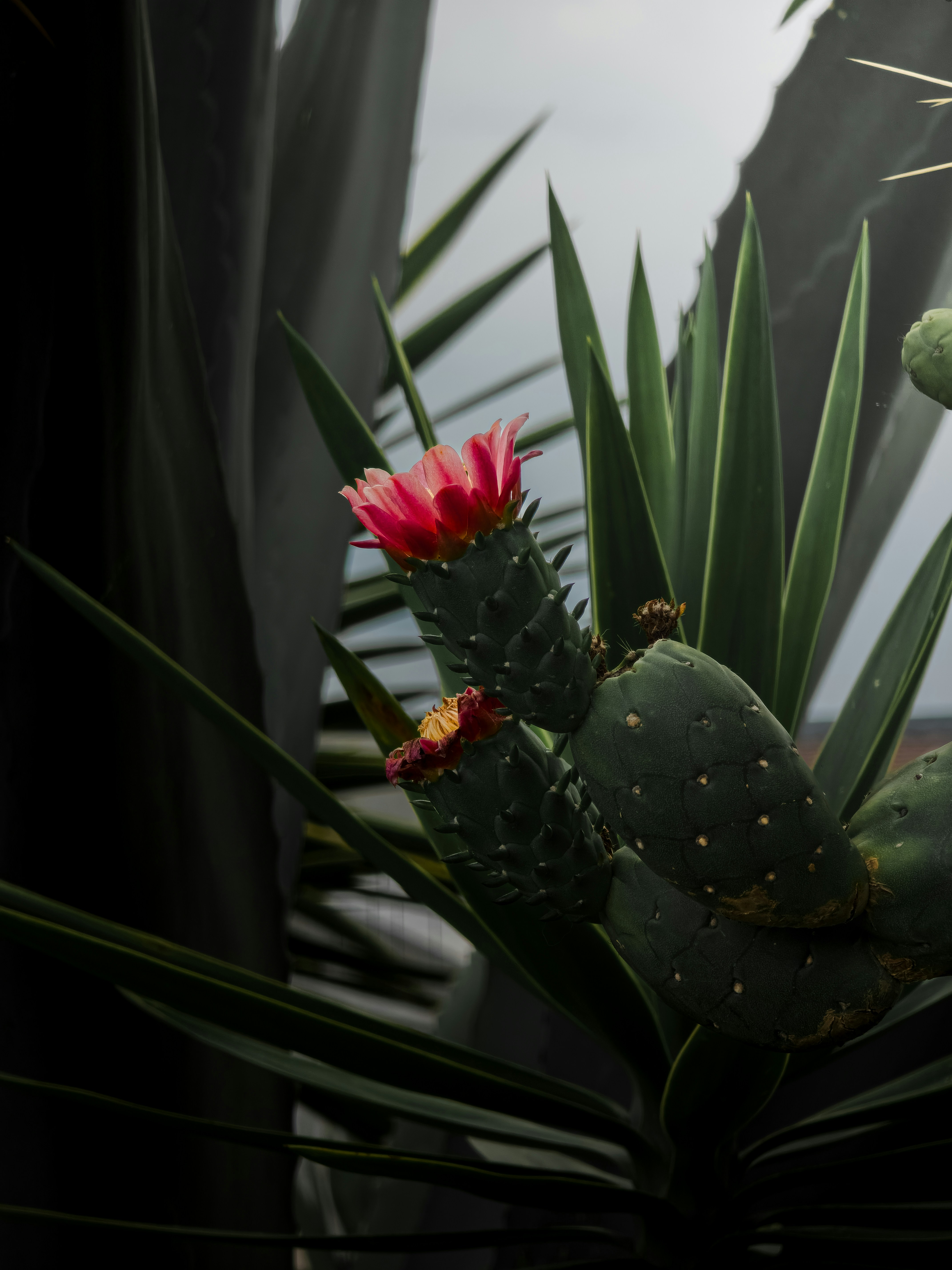 Blooms on a Spine: Coral Pink Flower Emerges from Cactus Fronds