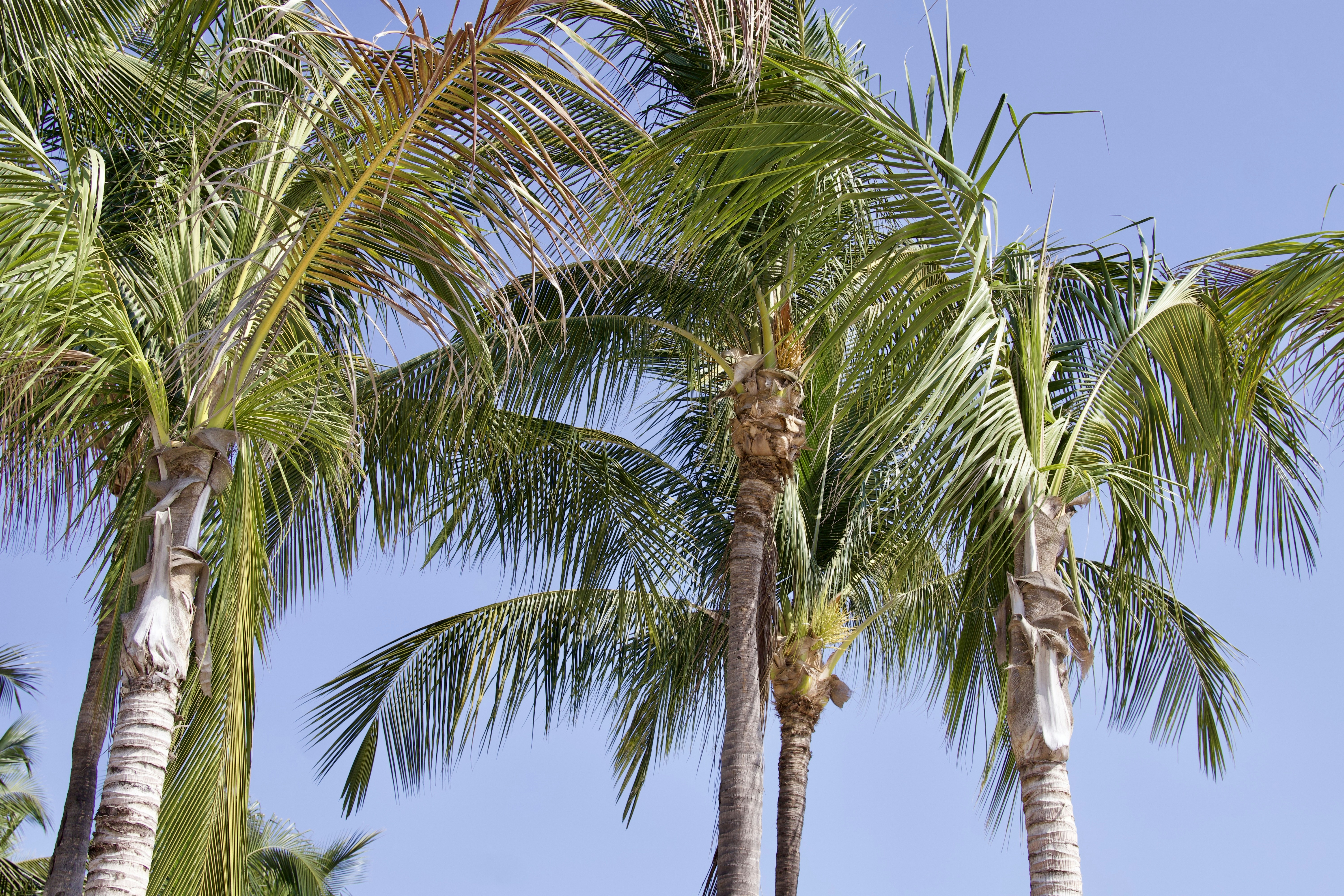 Crowning Palms Against a Clear Caribbean Sky