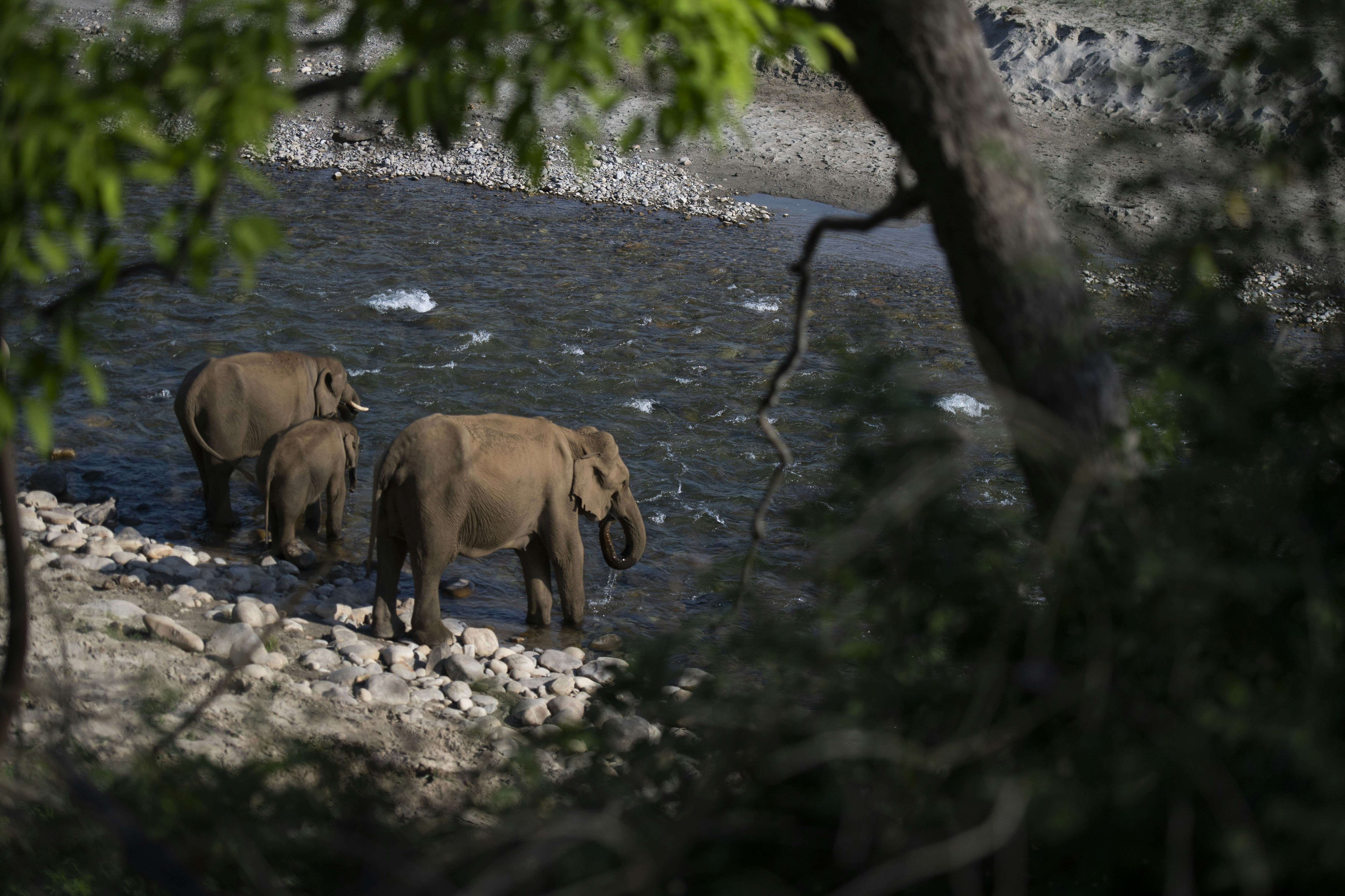 Three Elephants at the River Bend