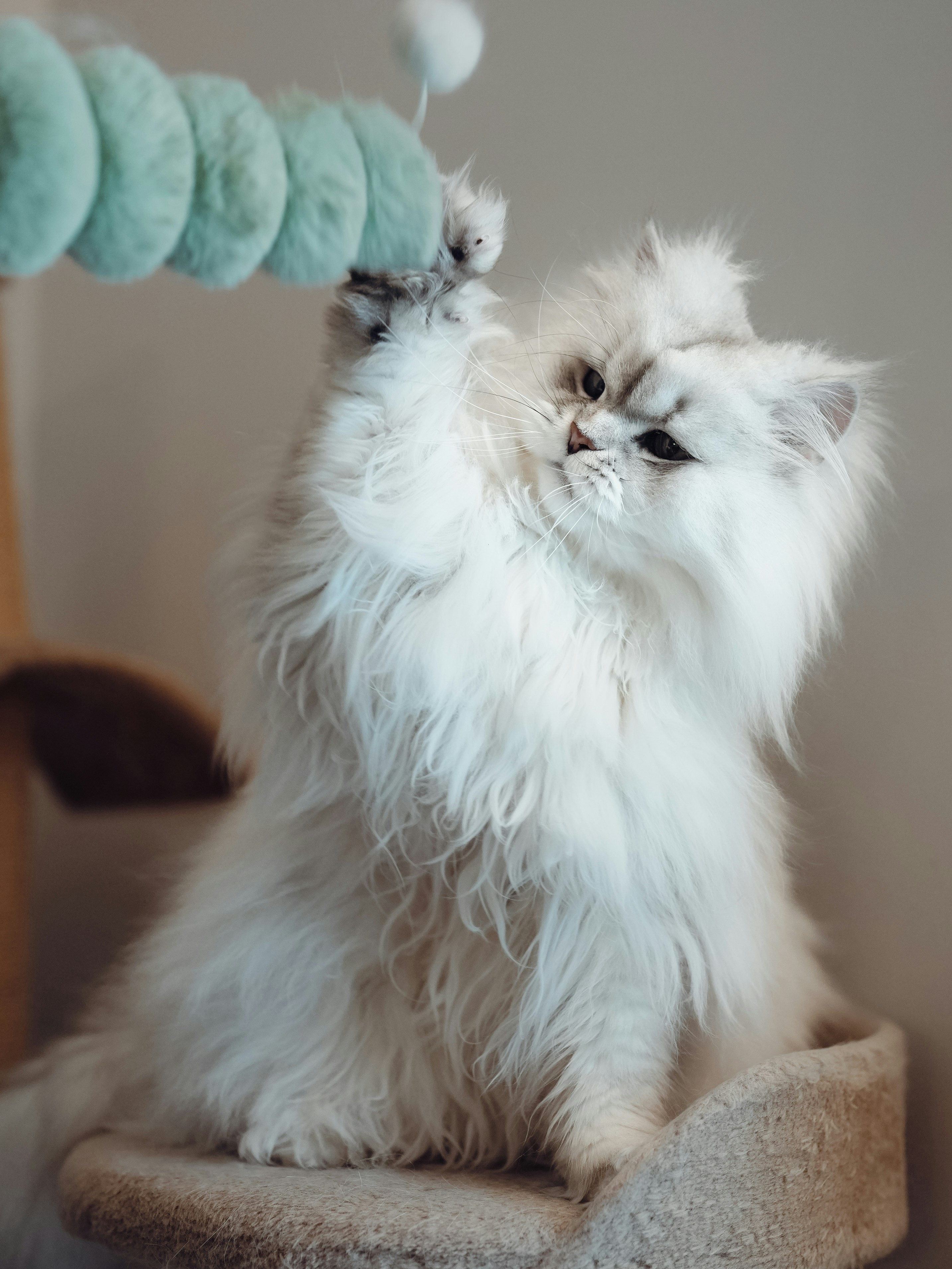 Fluffy Acrobat: Cat Reaches for the Teal Tug Toy