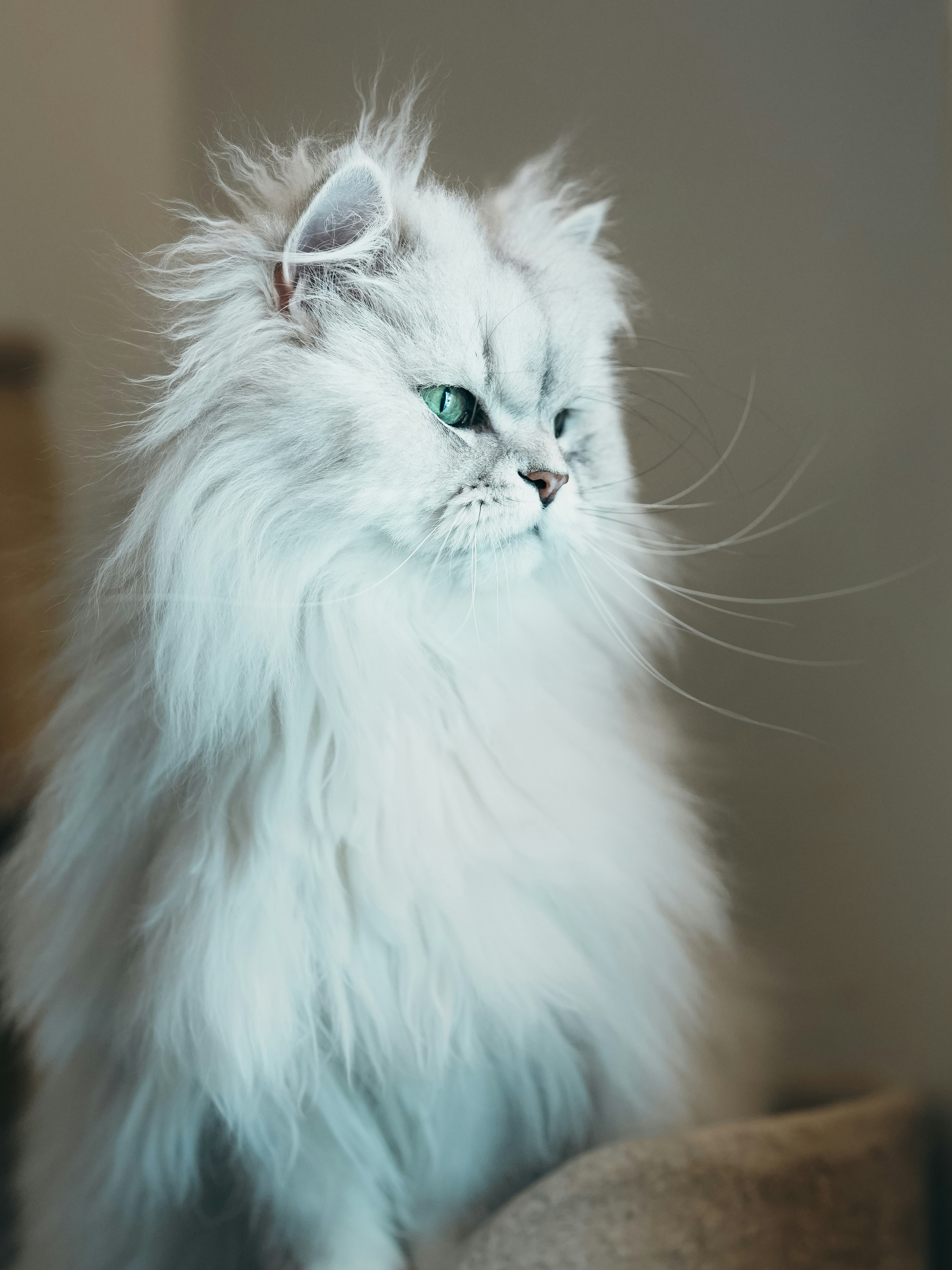 A fluffy white cat with striking green eyes looks right.