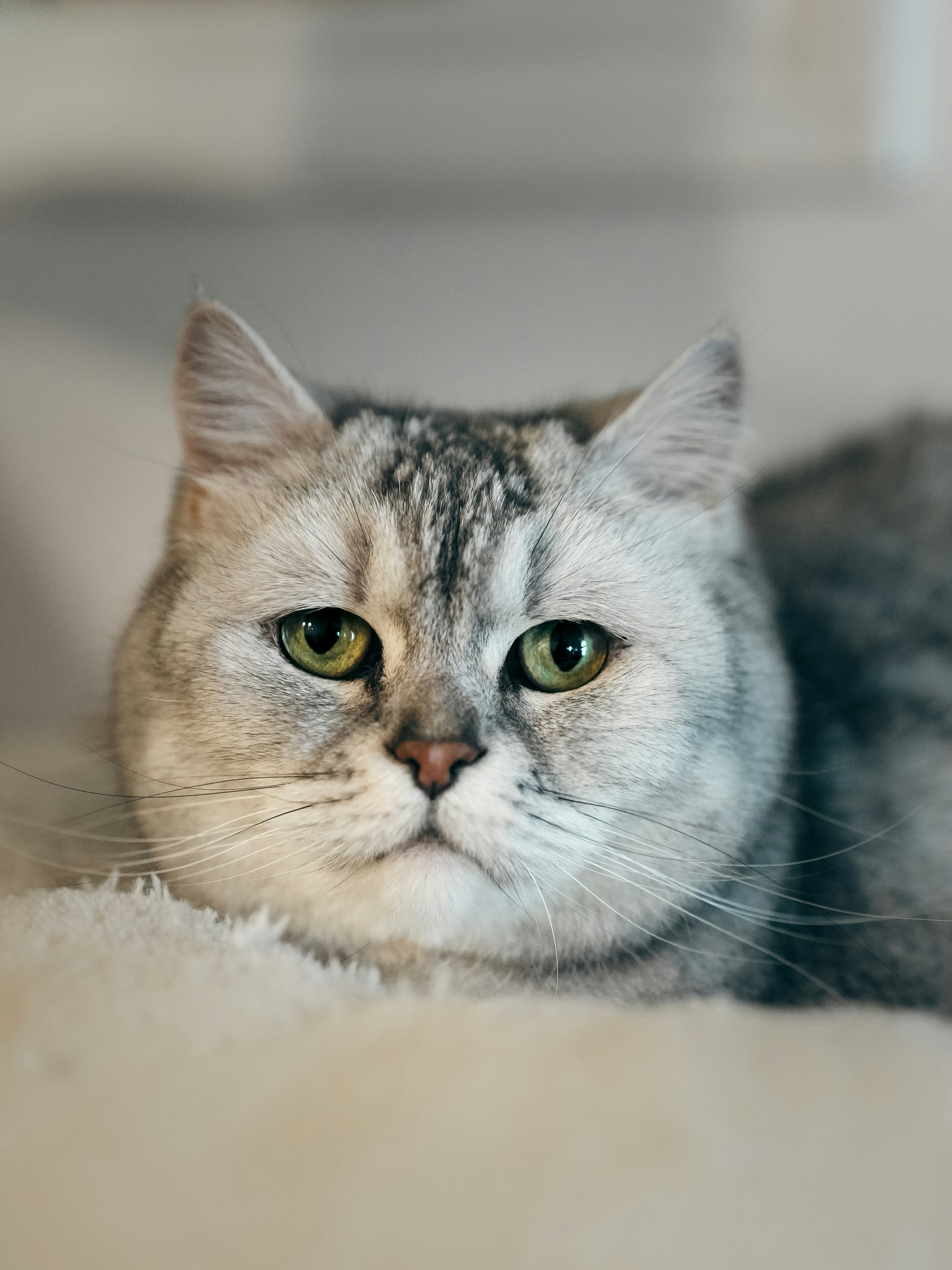Close-up of a contemplative cat with soft, silver-gray fur and green eyes